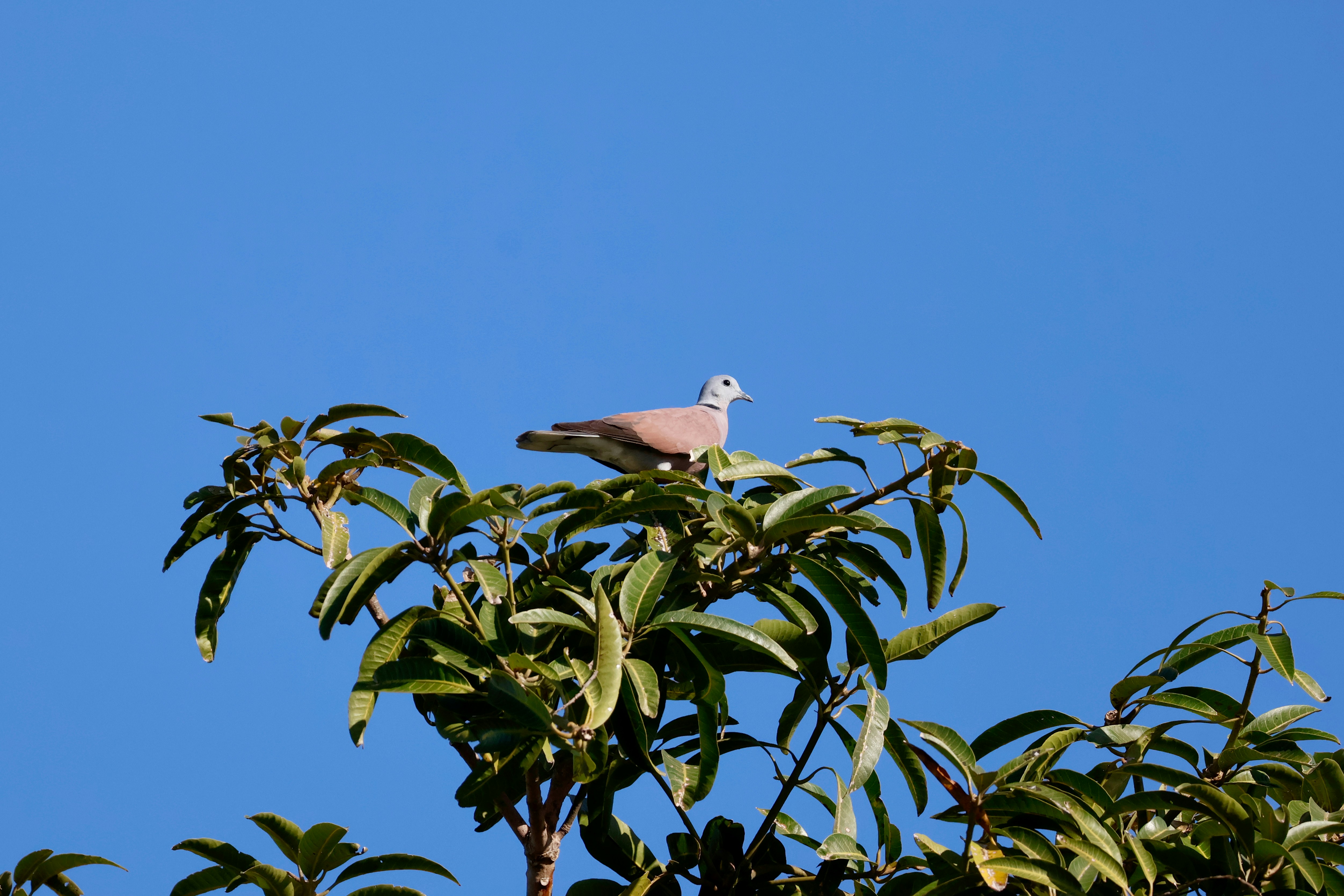 Pink Dove on a Green Crown Against a Clear Sky