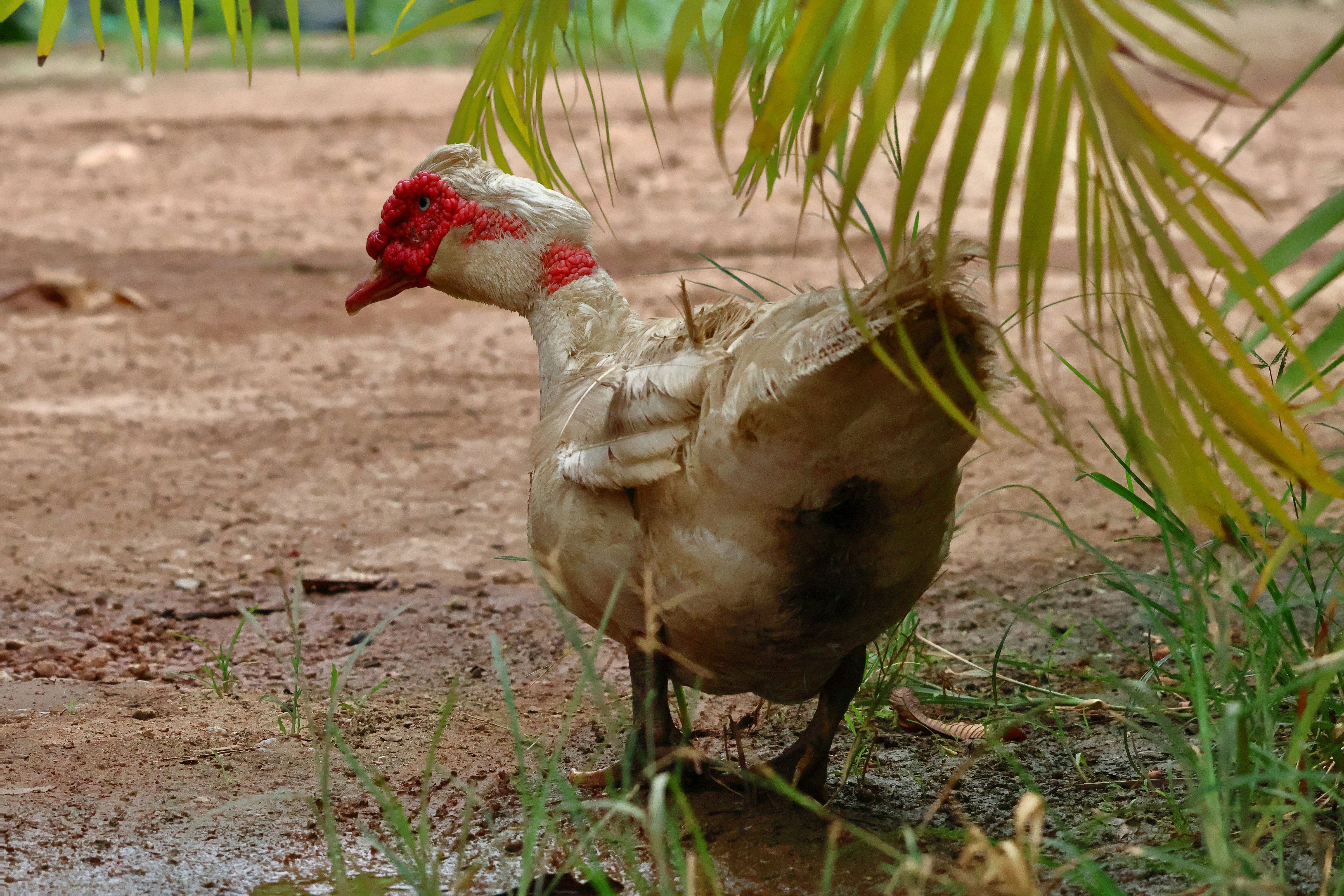 Desert-Red Morph: A Muscular, Sunlit Sand Goose Under Palm Shade