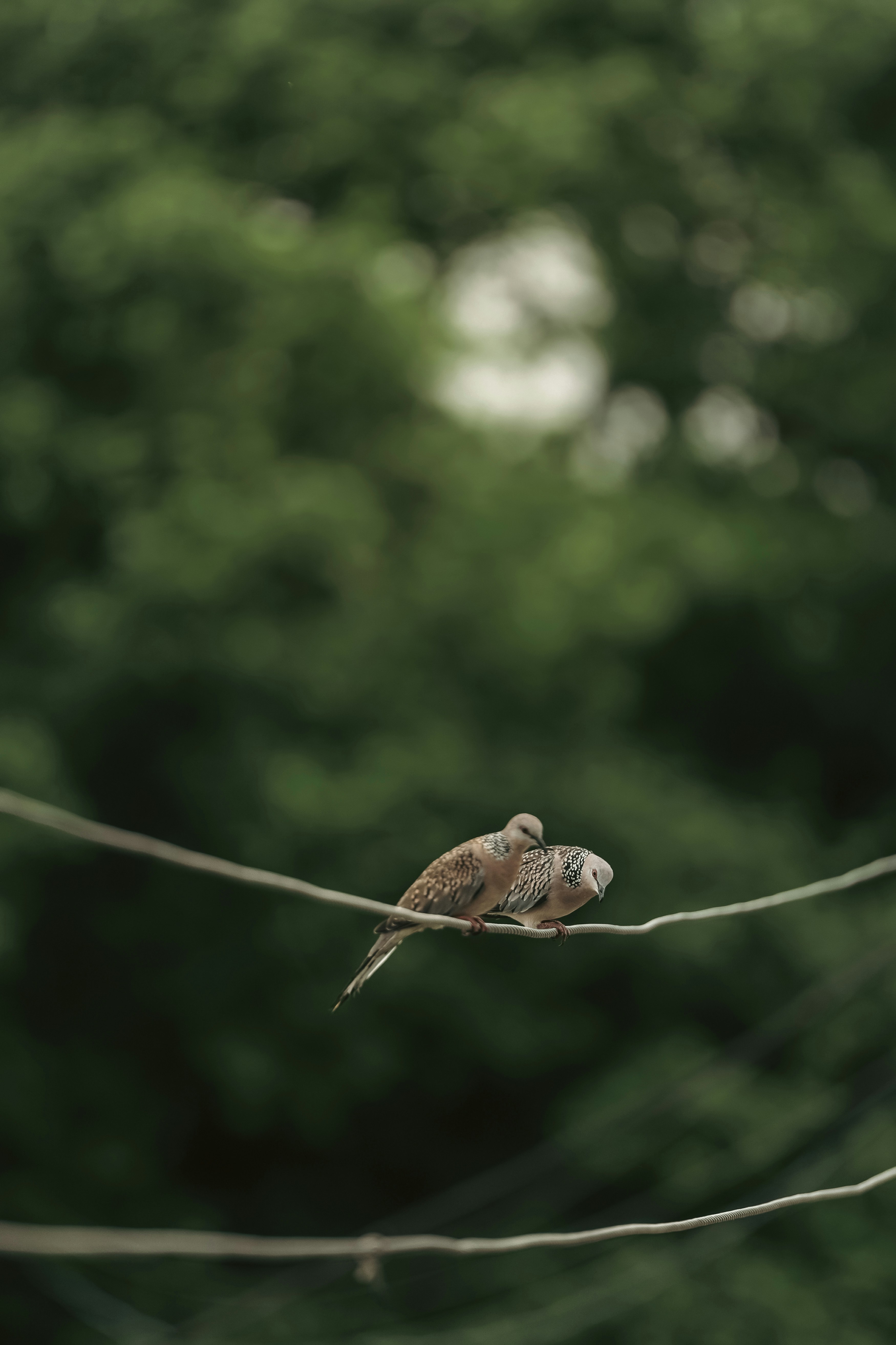 Two Finches on a Wire: Quiet Moment Amid Green Backdrop