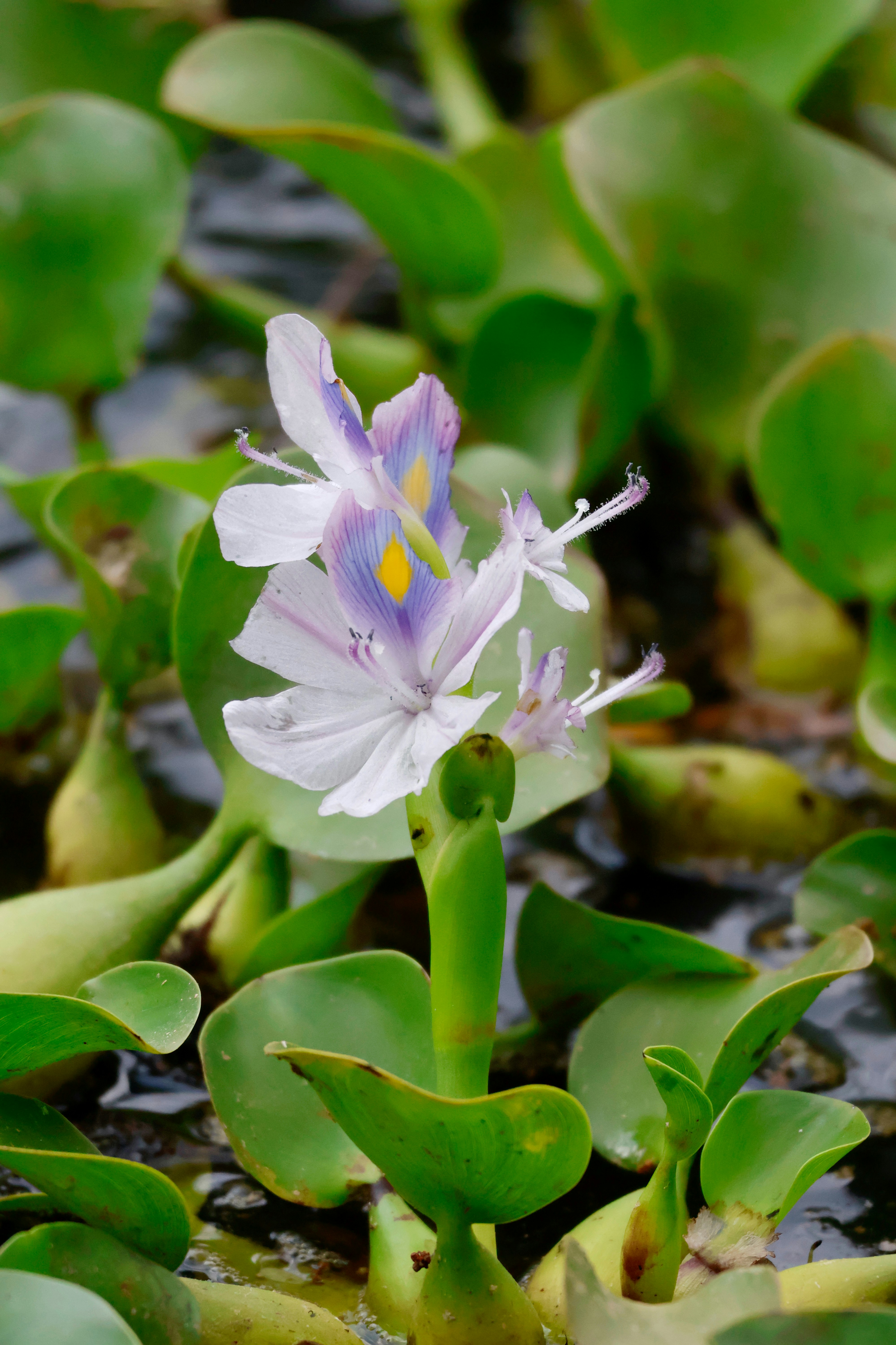 Lilac Blooms in a Quiet Wetland