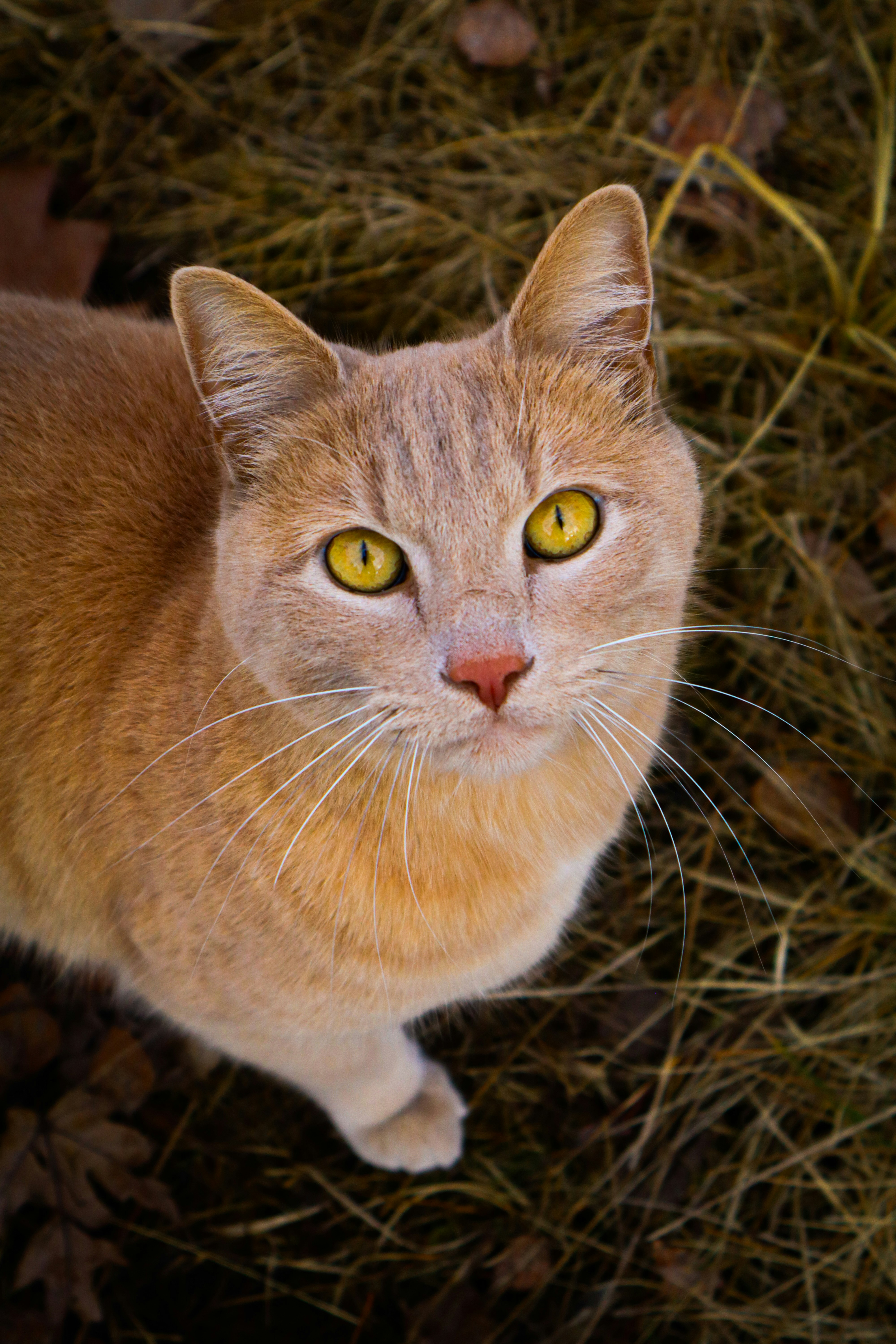 Golden-Elephant Eyes: A Cat Gazes Up from Autumn Grass