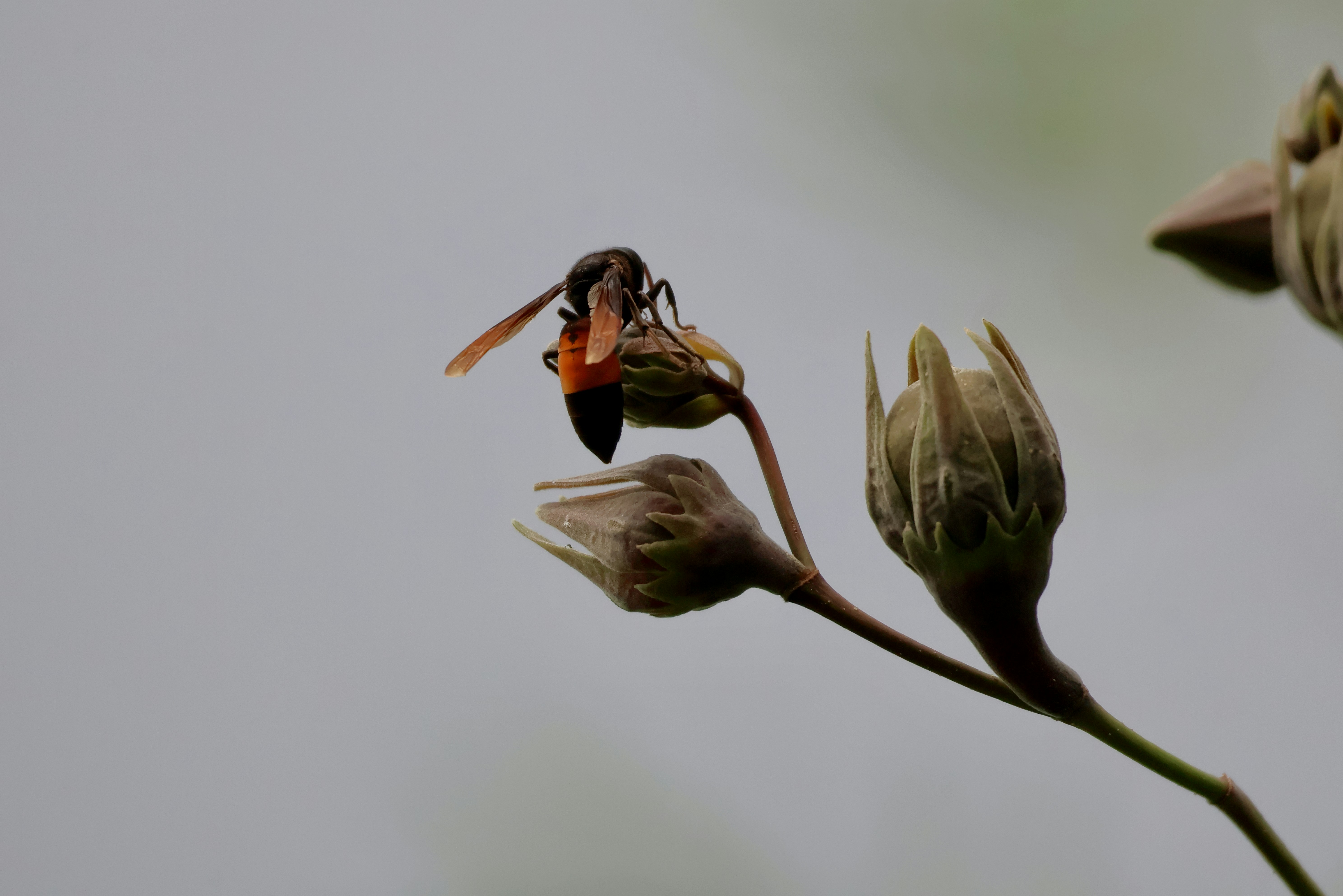 Hovering Worker: A Bee Pauses on Buds Against a Soft Backdrop