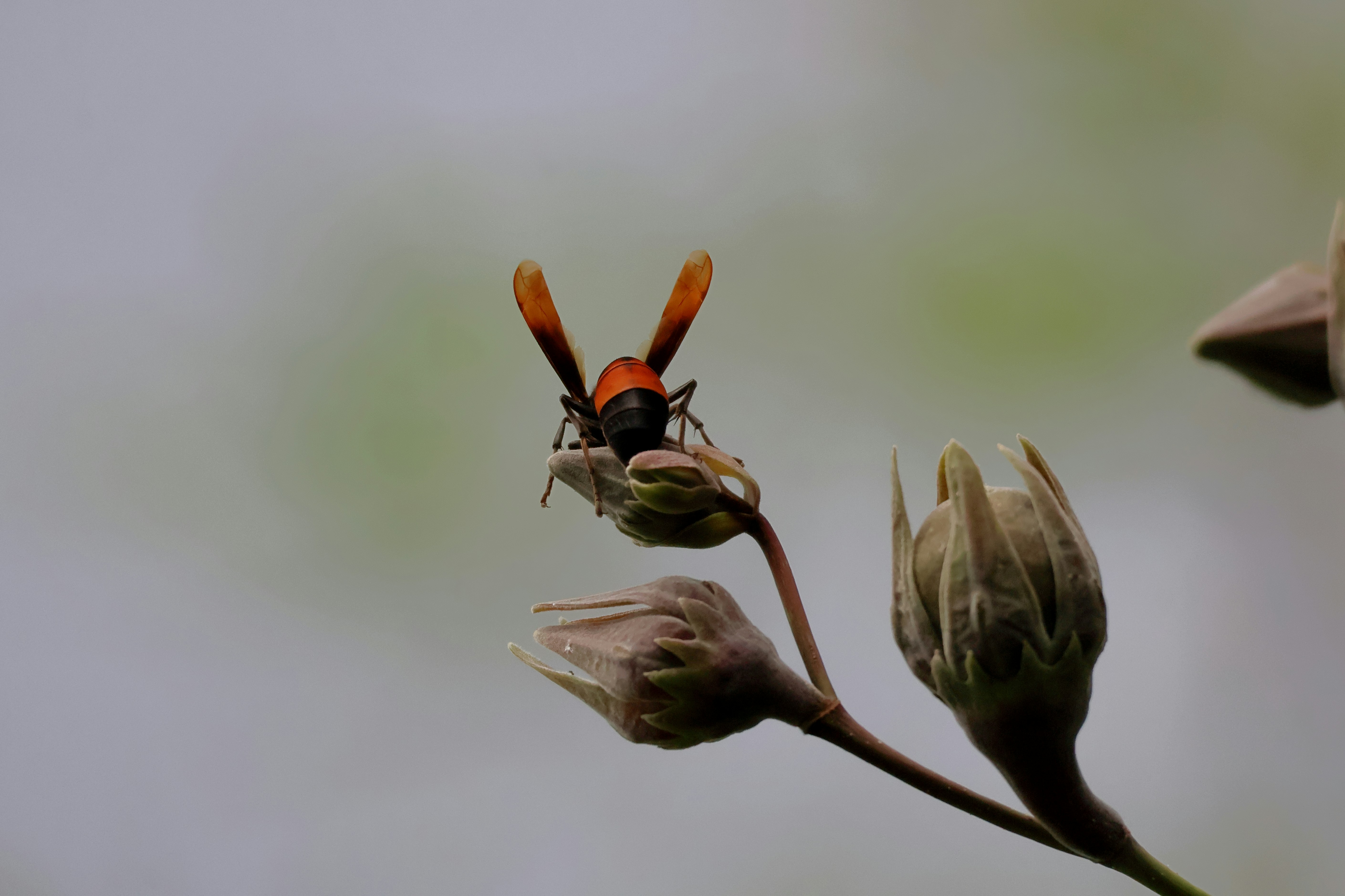 Red-Legged Hoverfly at the Edge of a Bud