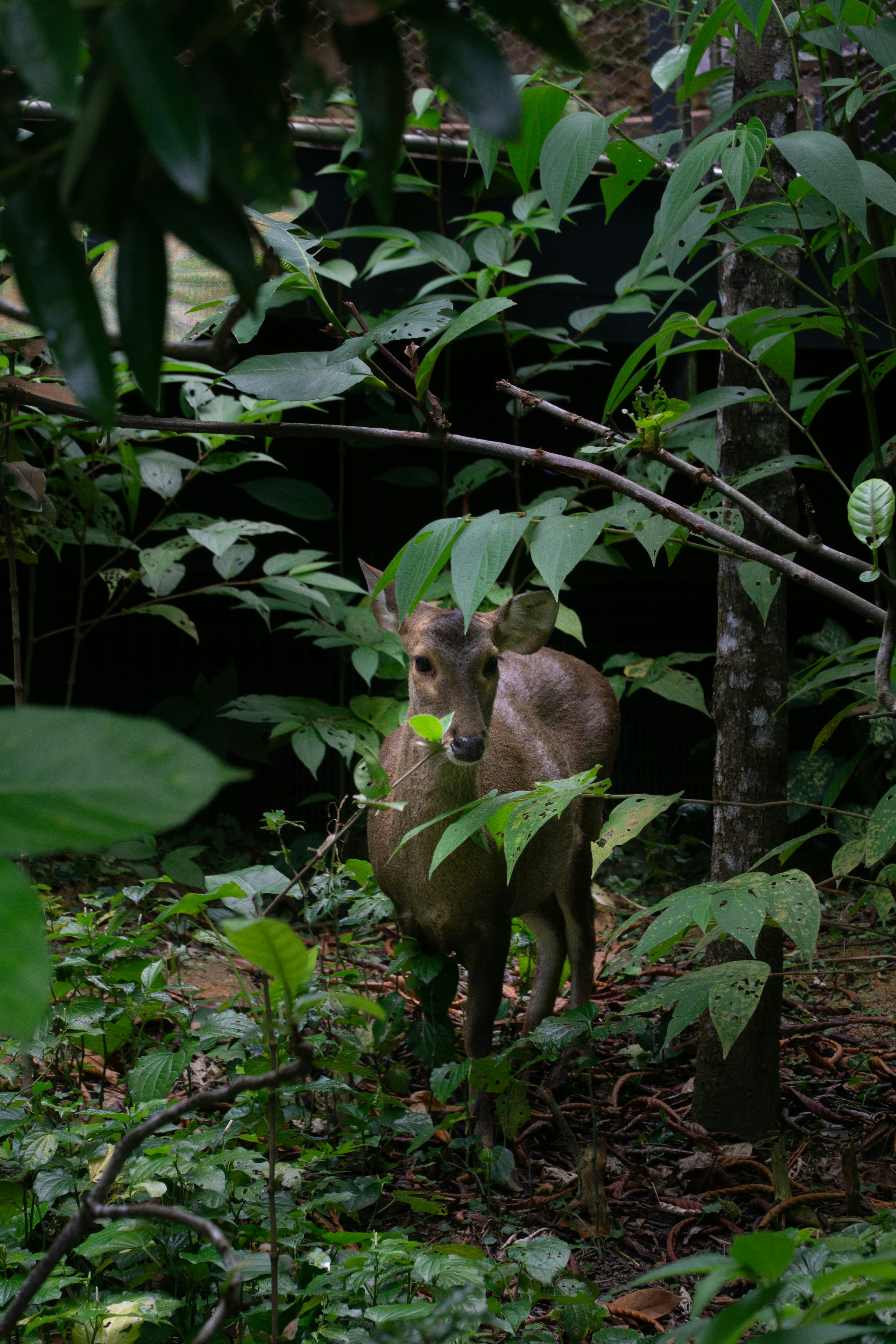 Hidden in the Green: A Deer Pauses Among Dense Foliage