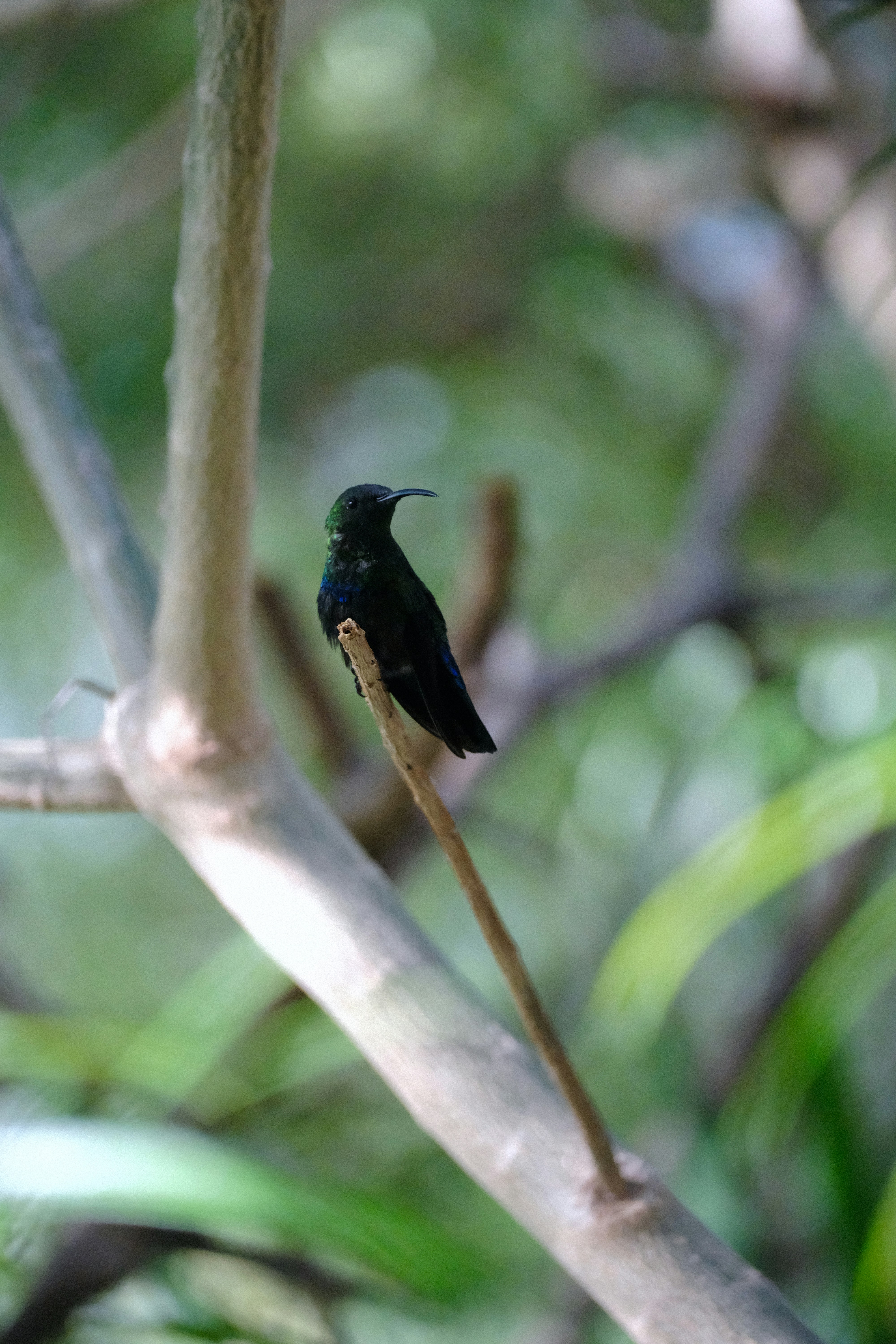 A ruby-throated silhouette perched on a sunlit branch