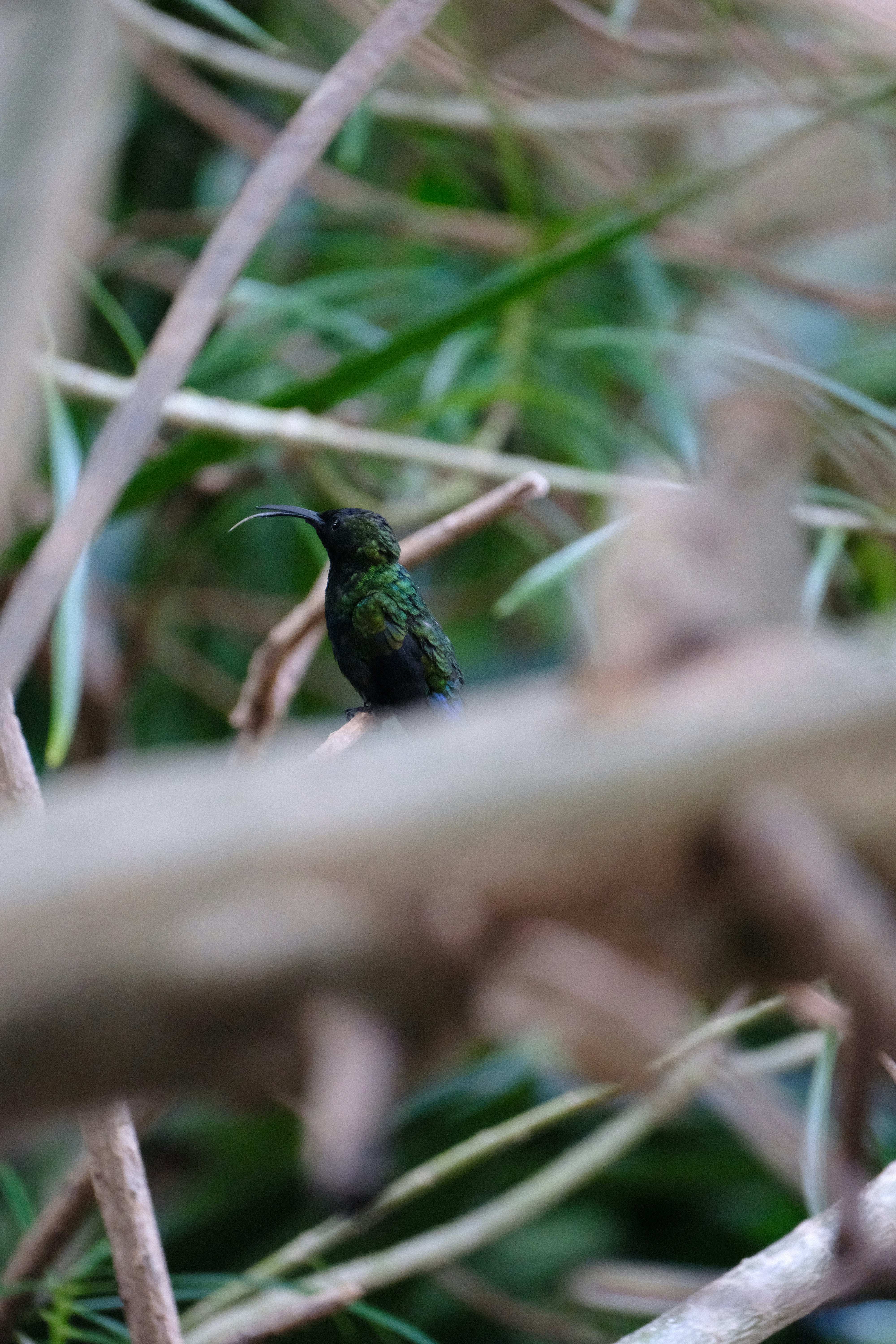 Emerald Hover: A Green-Throated Hummingbird Amid Quiet Branches