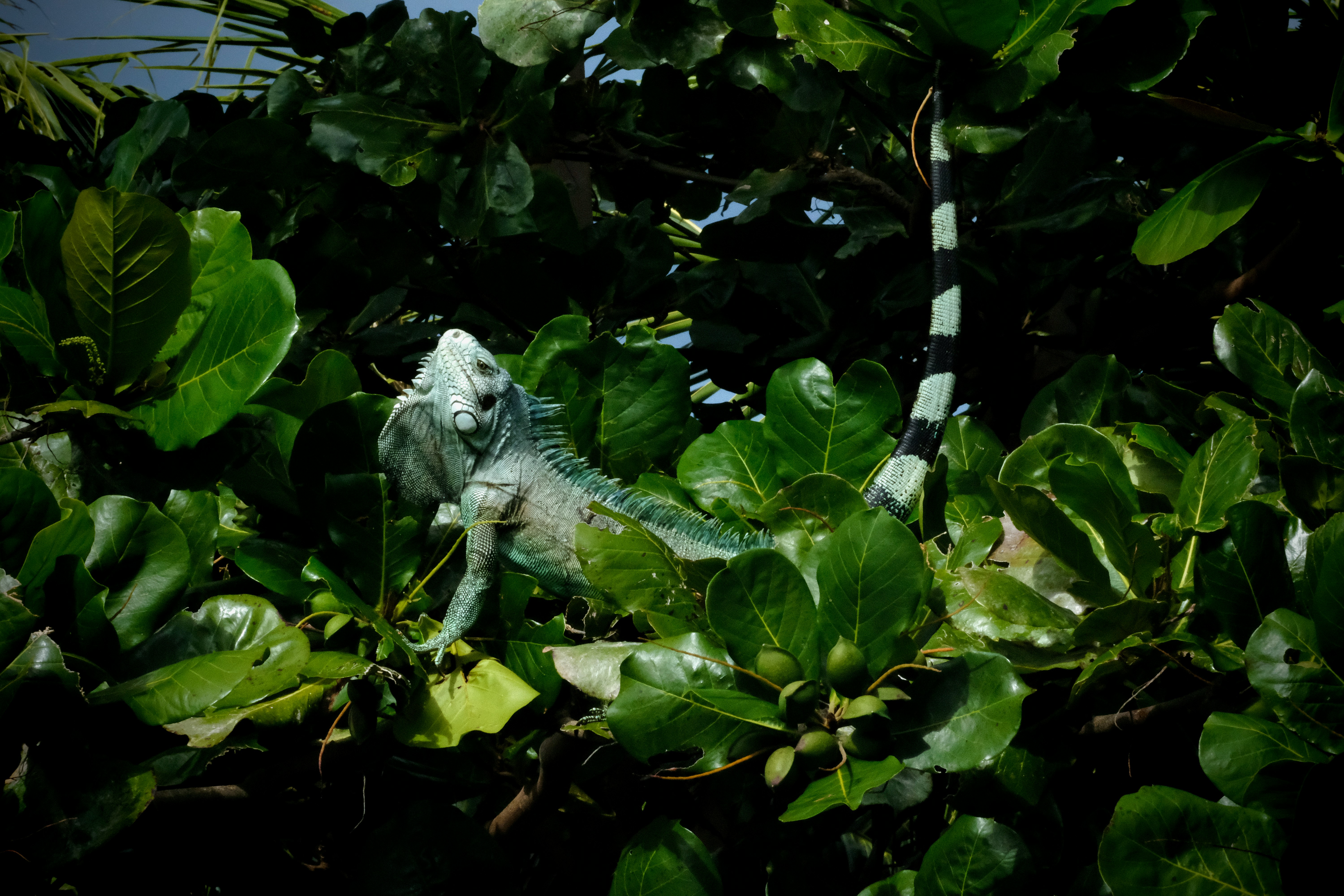 Hidden Ember: A Green Iguana Melded with Tropical Foliage