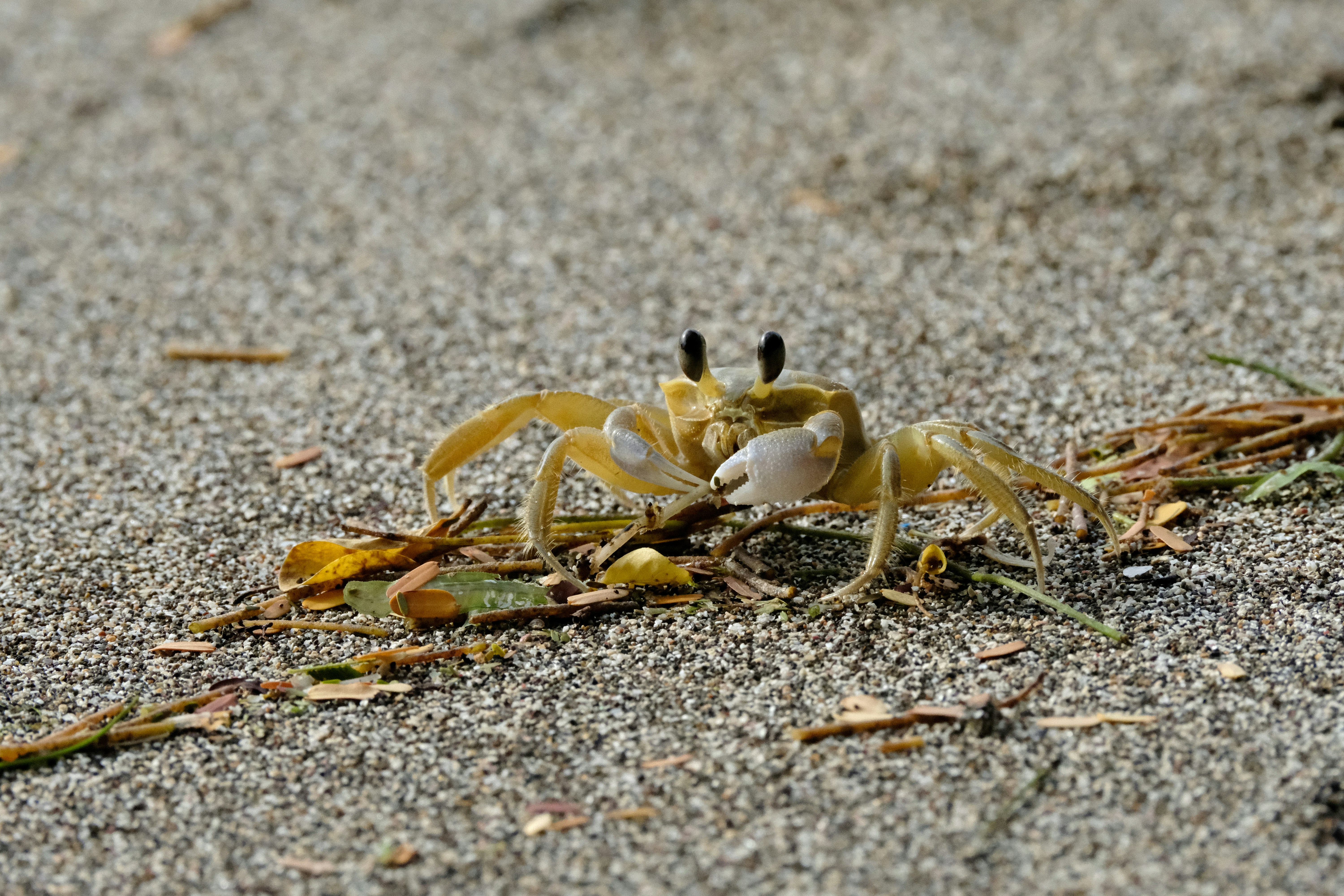 Sandbound Crustacean: A Tiny Shorestride