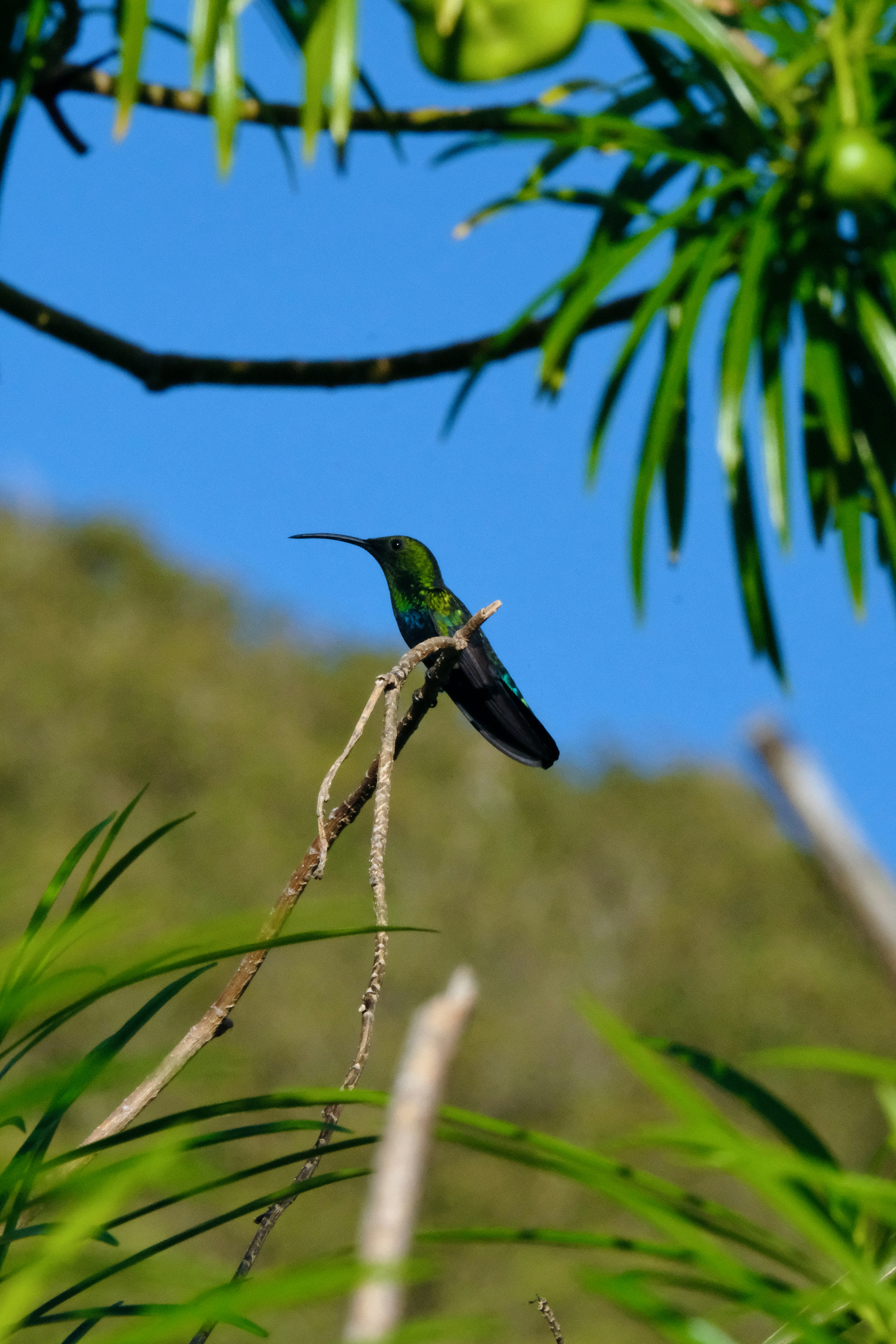 Emerald Hummer on a Fragile Perch Under a Tropical Sky