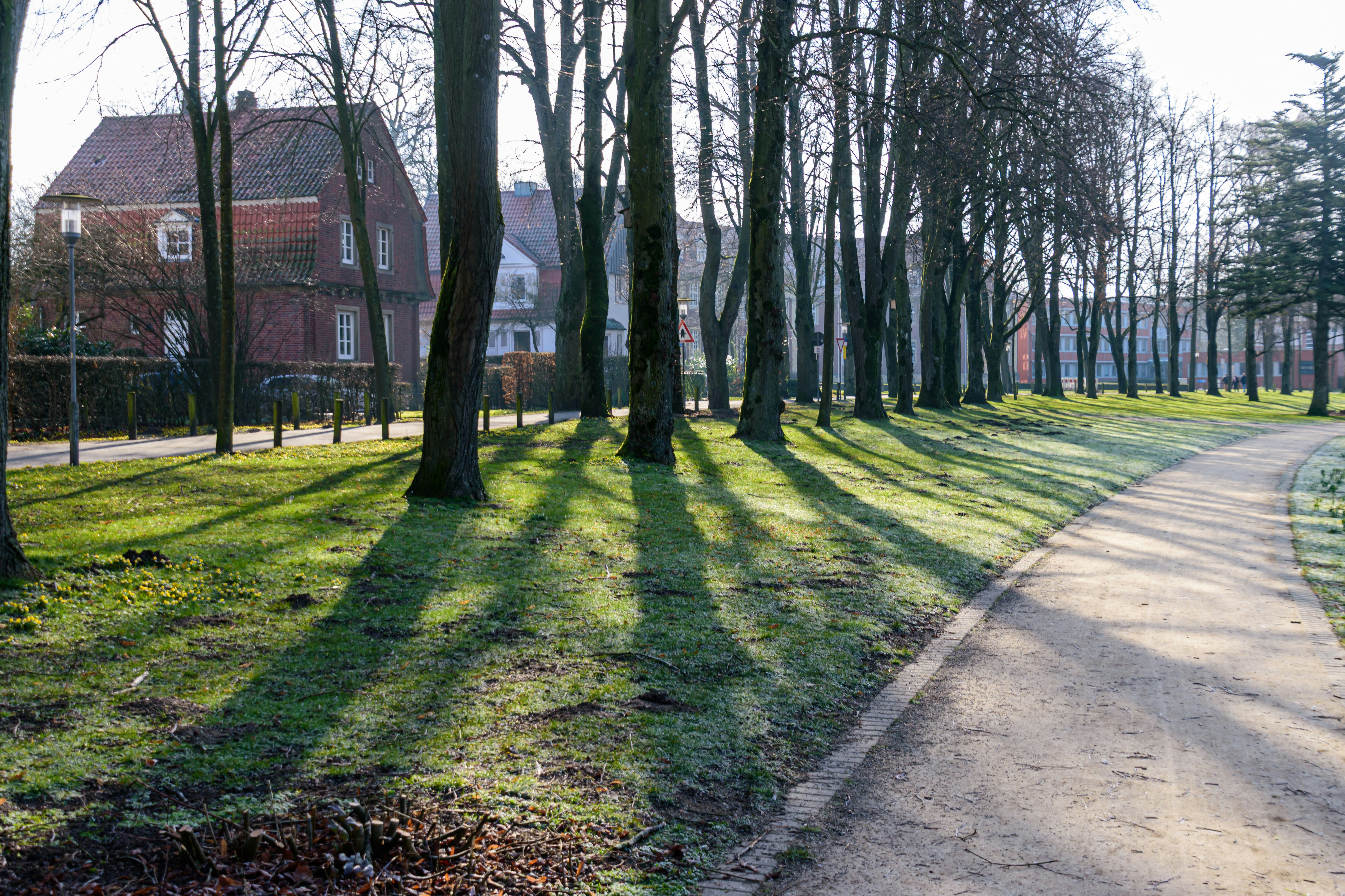 Shaded Row: Tree Median Casting Long Afternoon Shadows