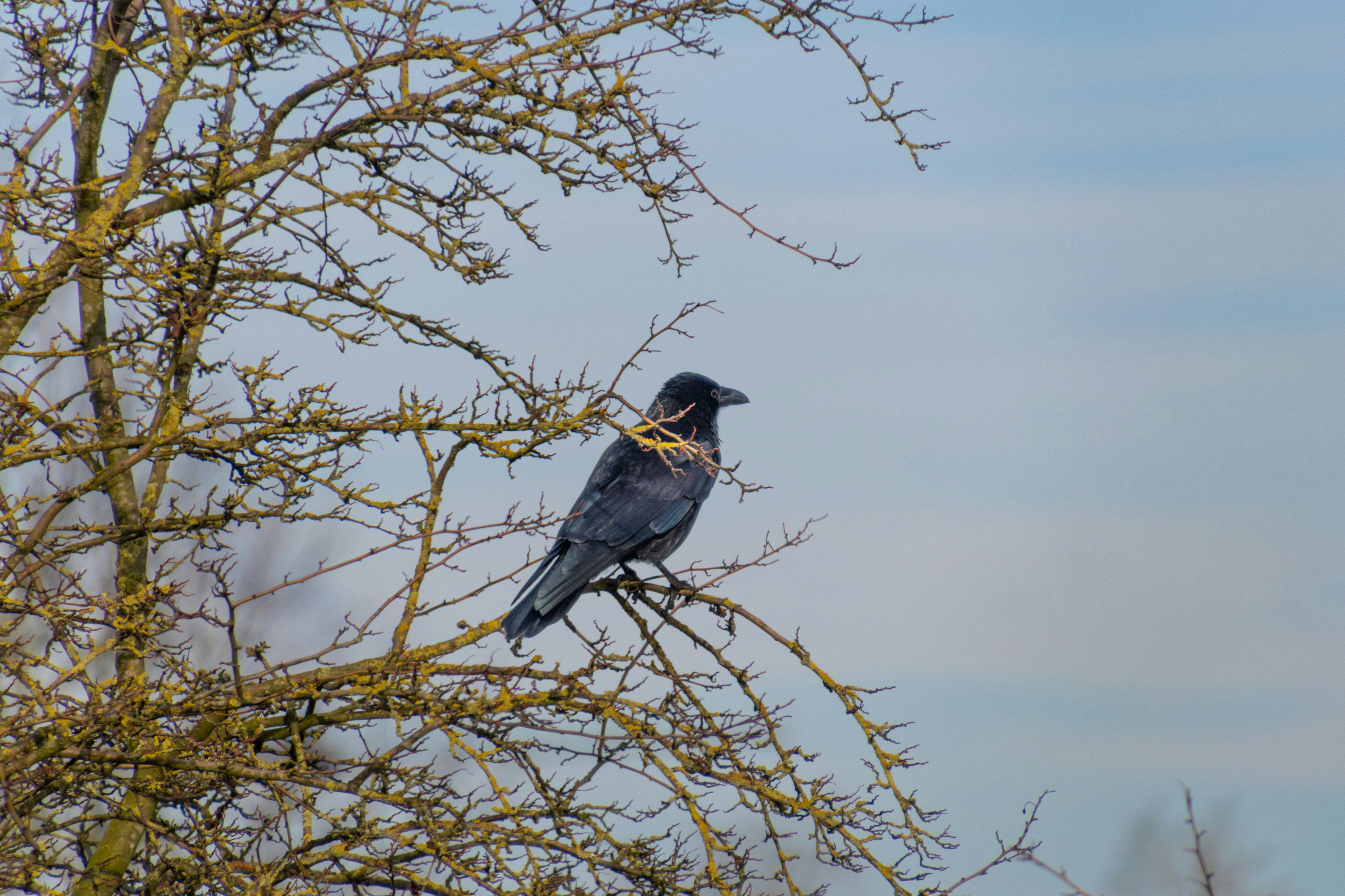 Mid-Branch Watcher: A Crow Perched in Spring Light