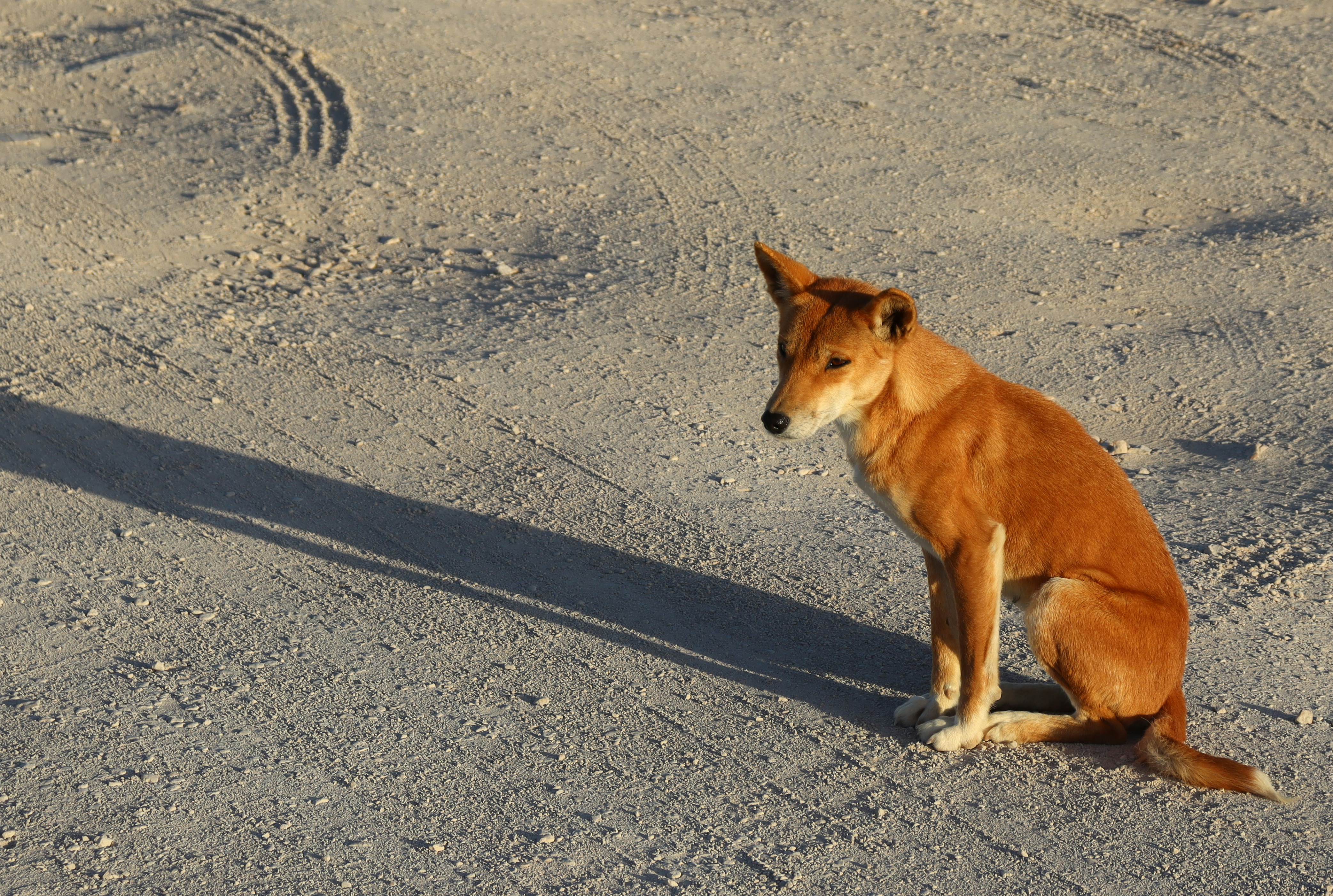 Desert Wolf: A Golden Shadow on Quiet Sands