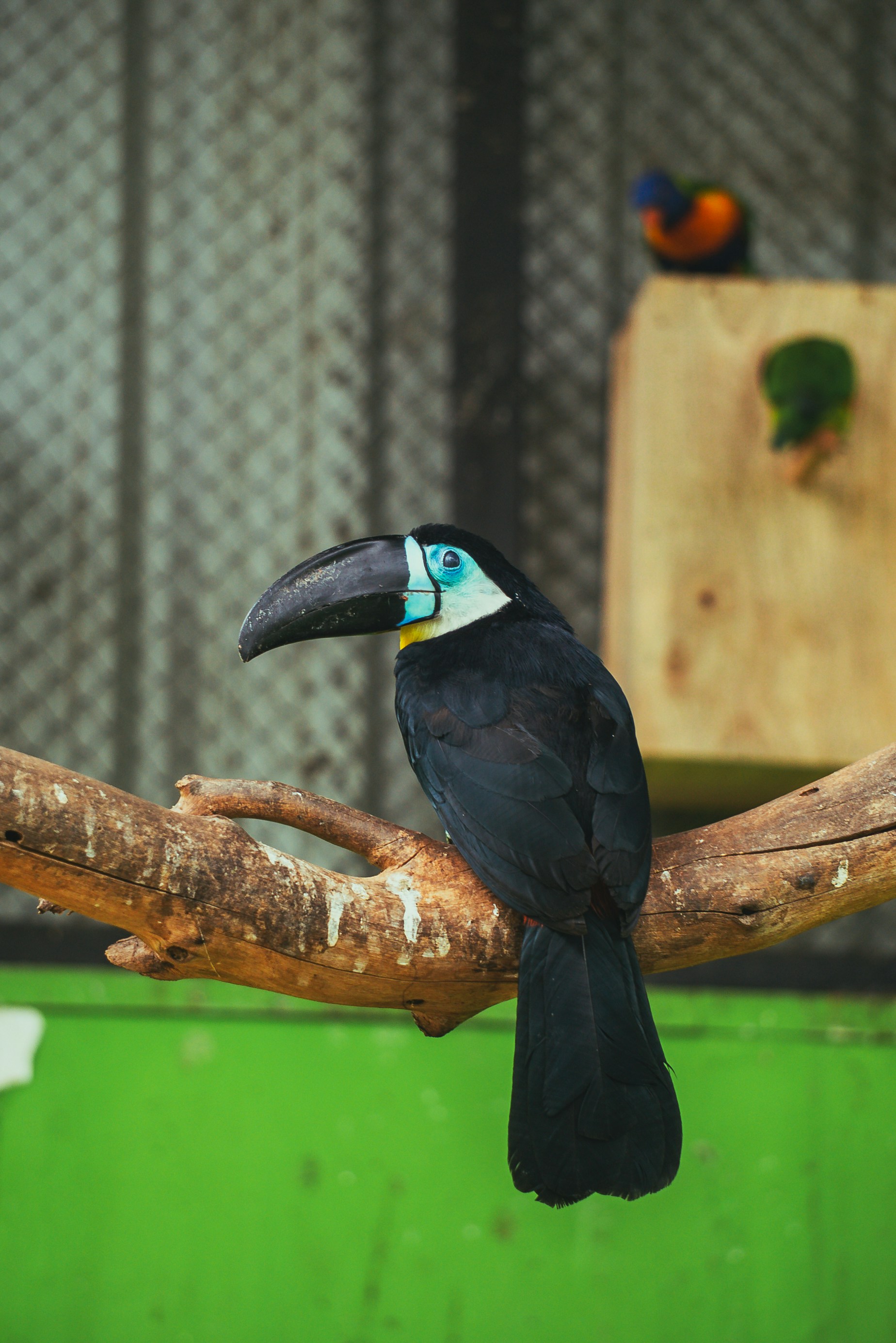  regal beak: a black toucan perched on a weathered branch