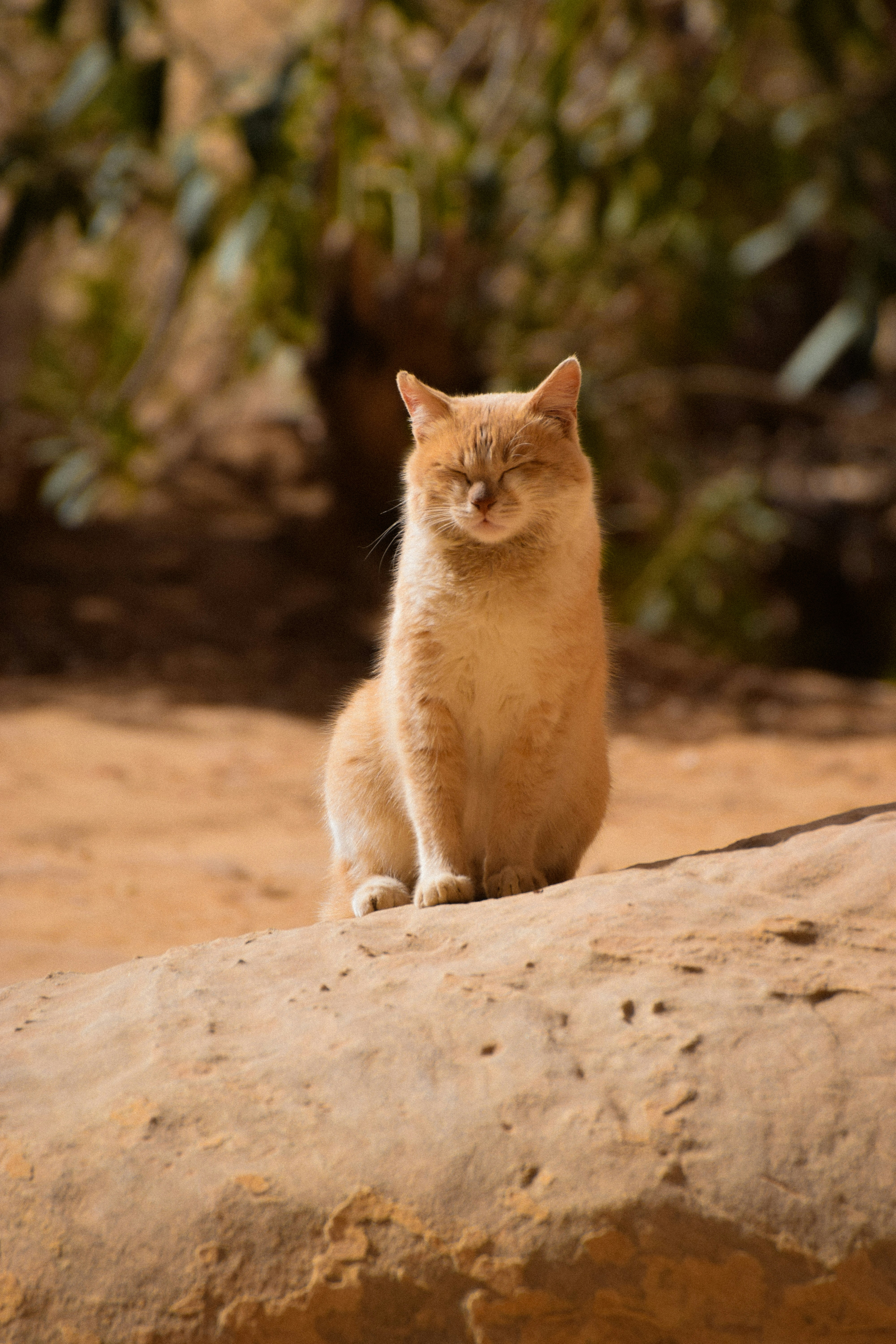 Sunlit Seated Observer: A Ginger Cat on a Sandy Stage