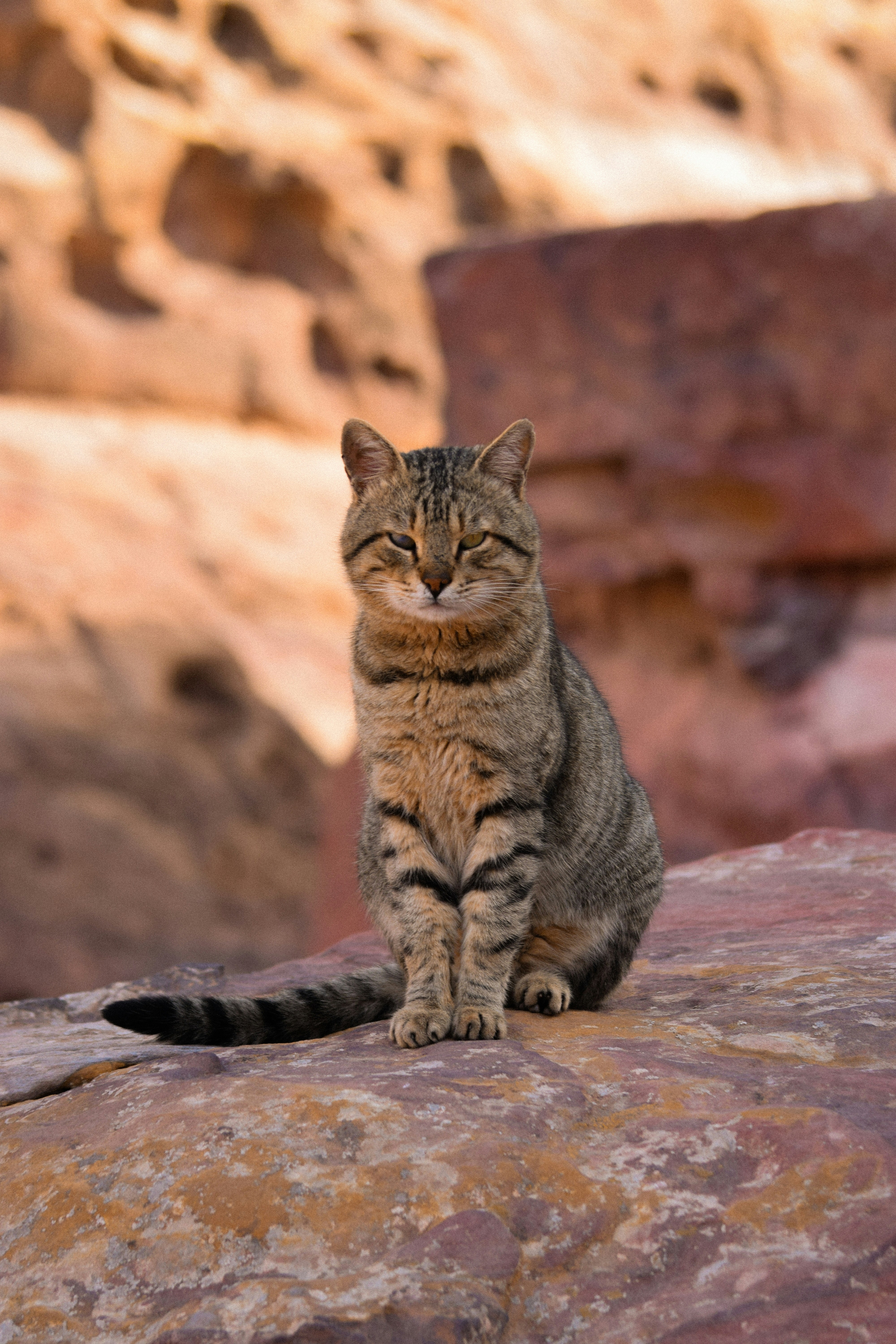 Waiting on the warm stone: a cat perched against desert cliffs