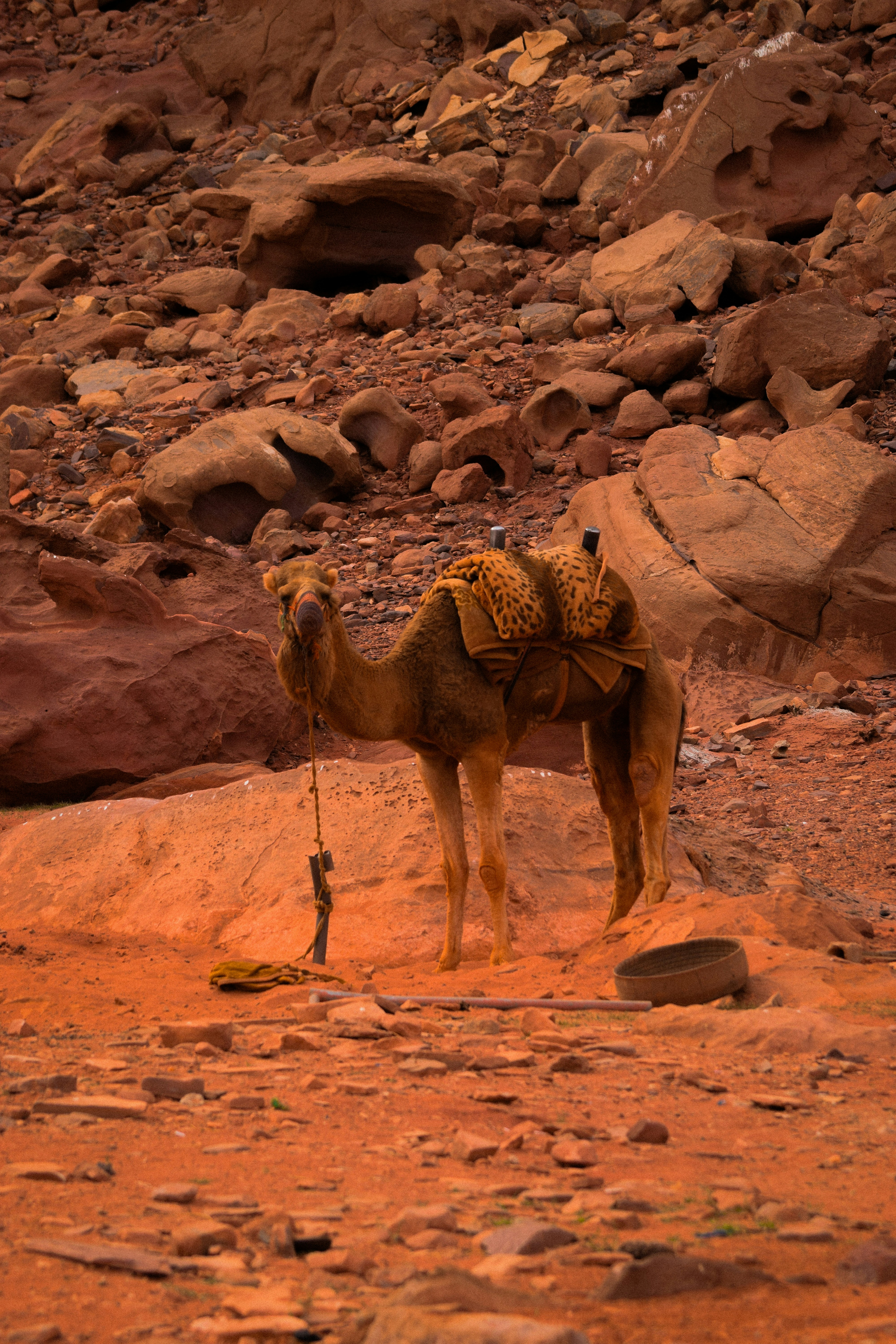 Beast of the Desert: A Camel Dons the Saddle Amid Rusty Rocks