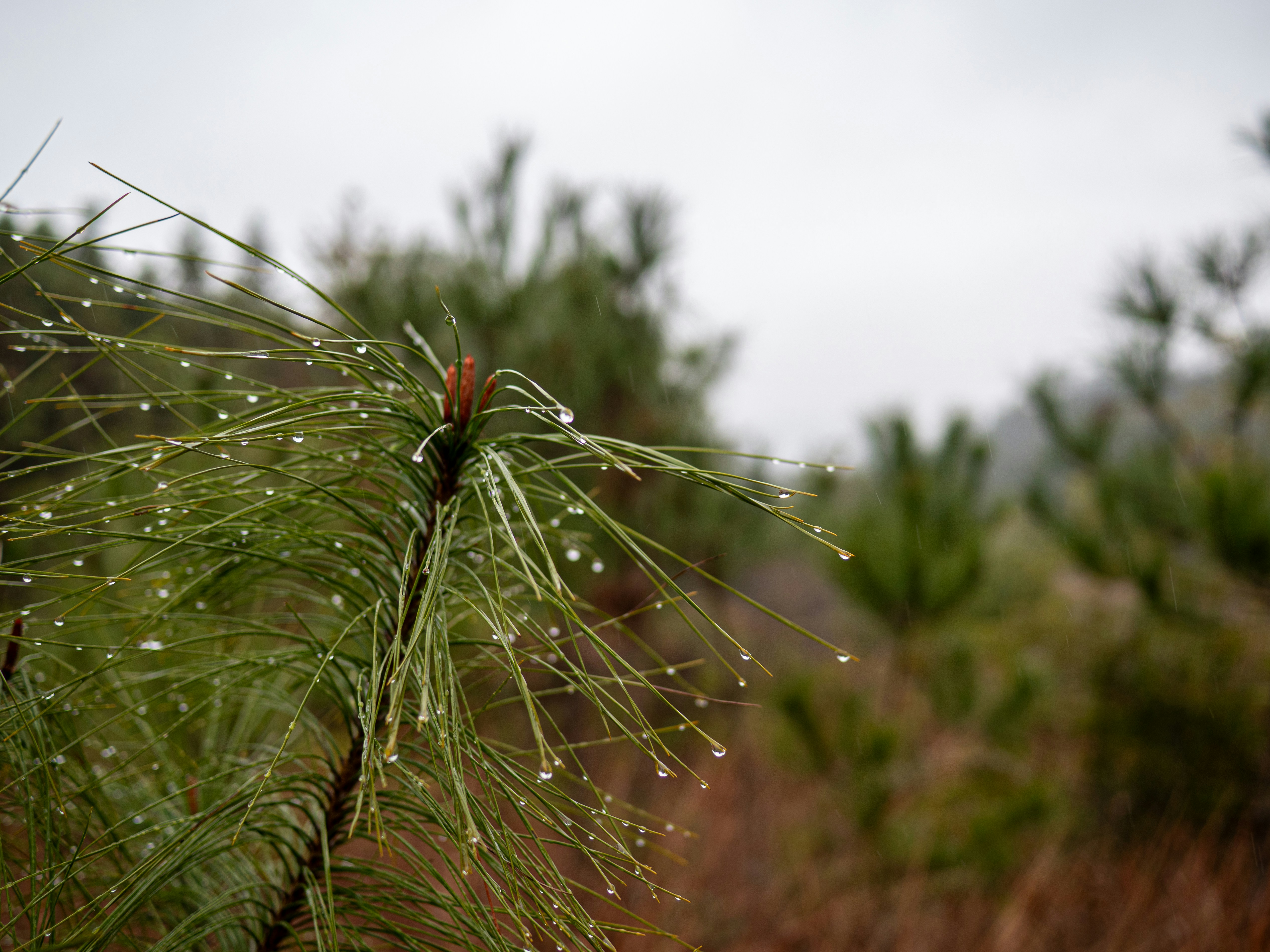 Dew-kissed Pine Needle Raindrops on a Central Sprig