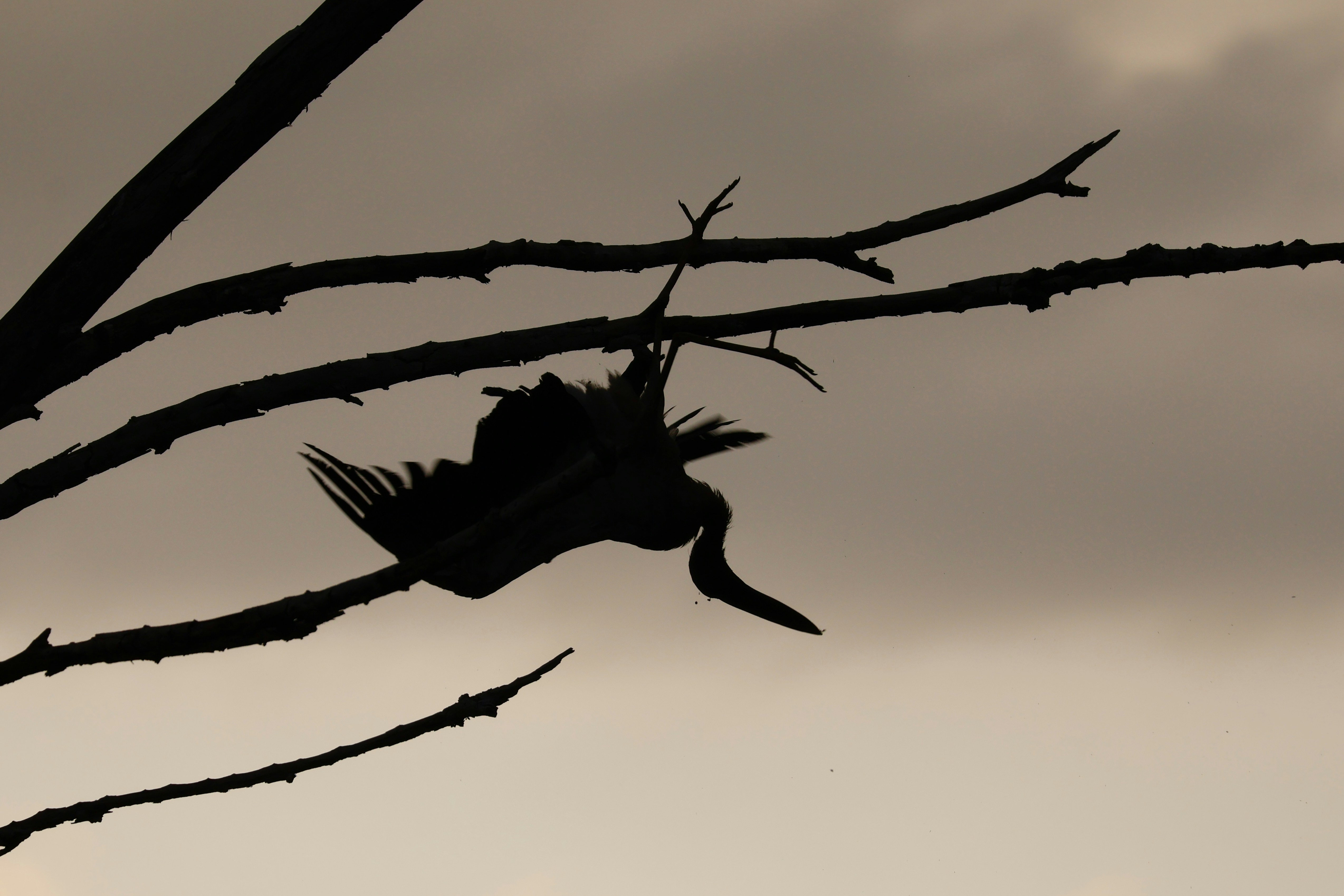 Silhouetted Bird in Twilight Flight