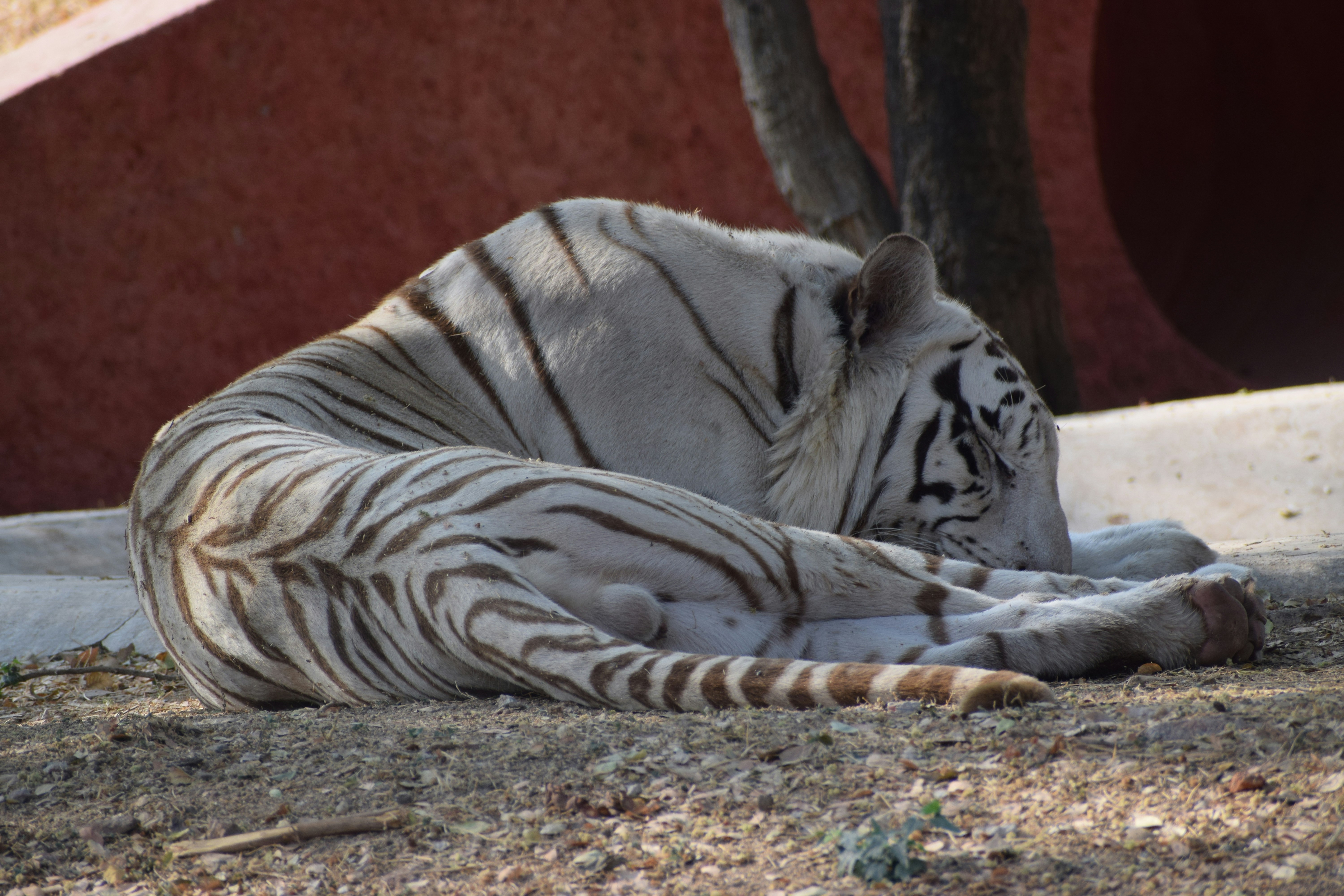 Resting White Tiger Beneath a Shaded Structure