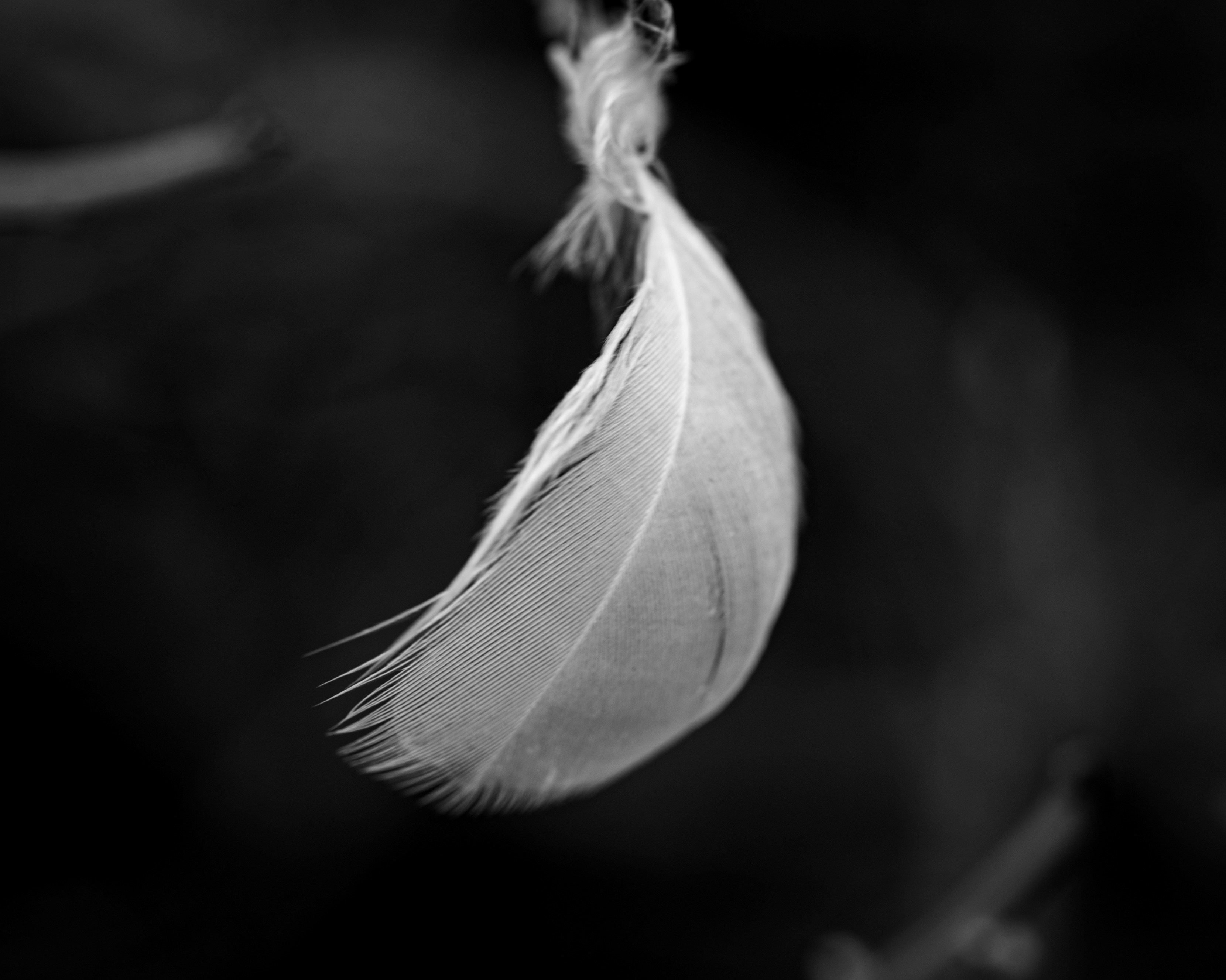 A Single Feather in Quiet Focus