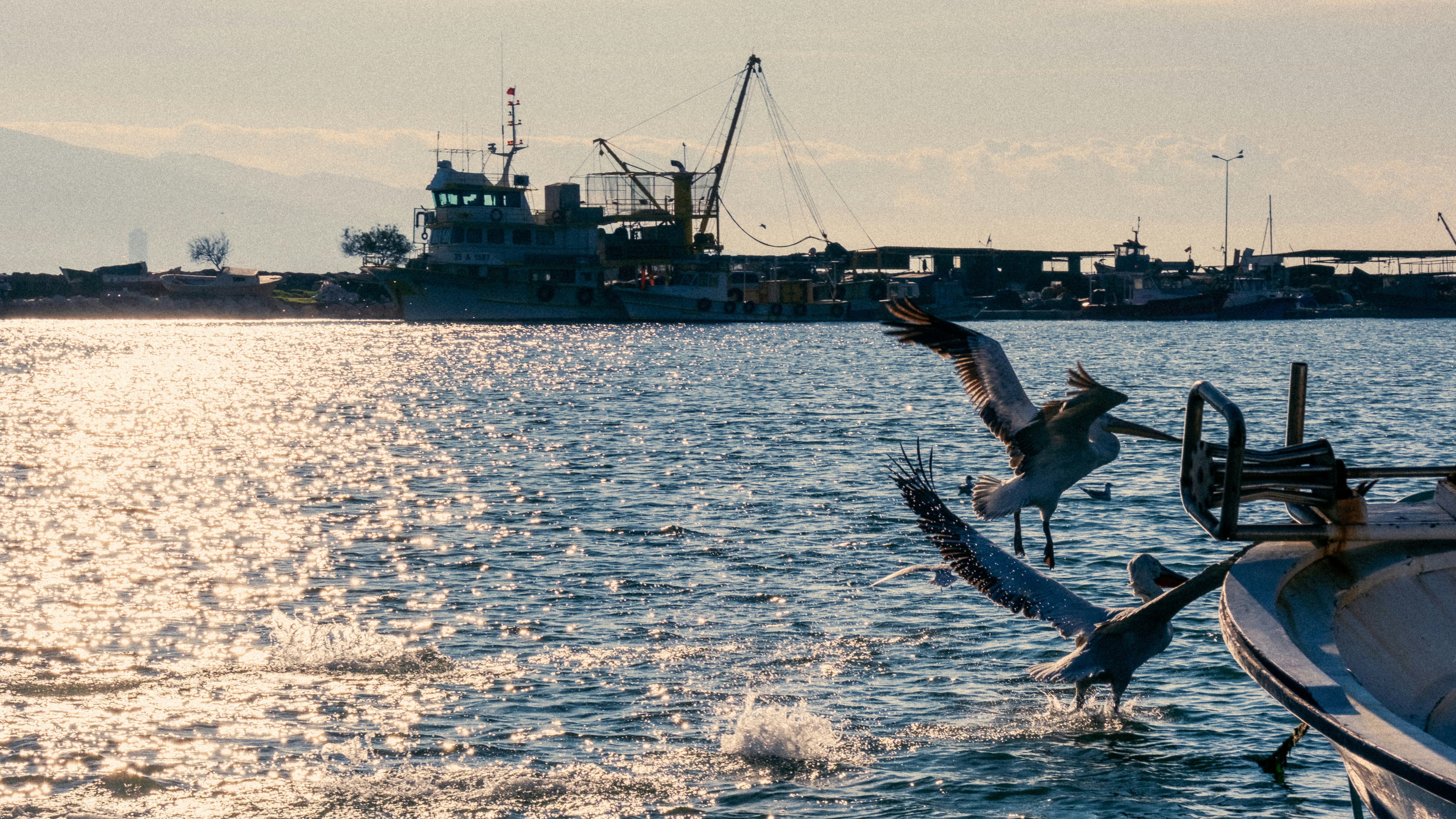 Seabirds over the wake: a sunlit harbor moment