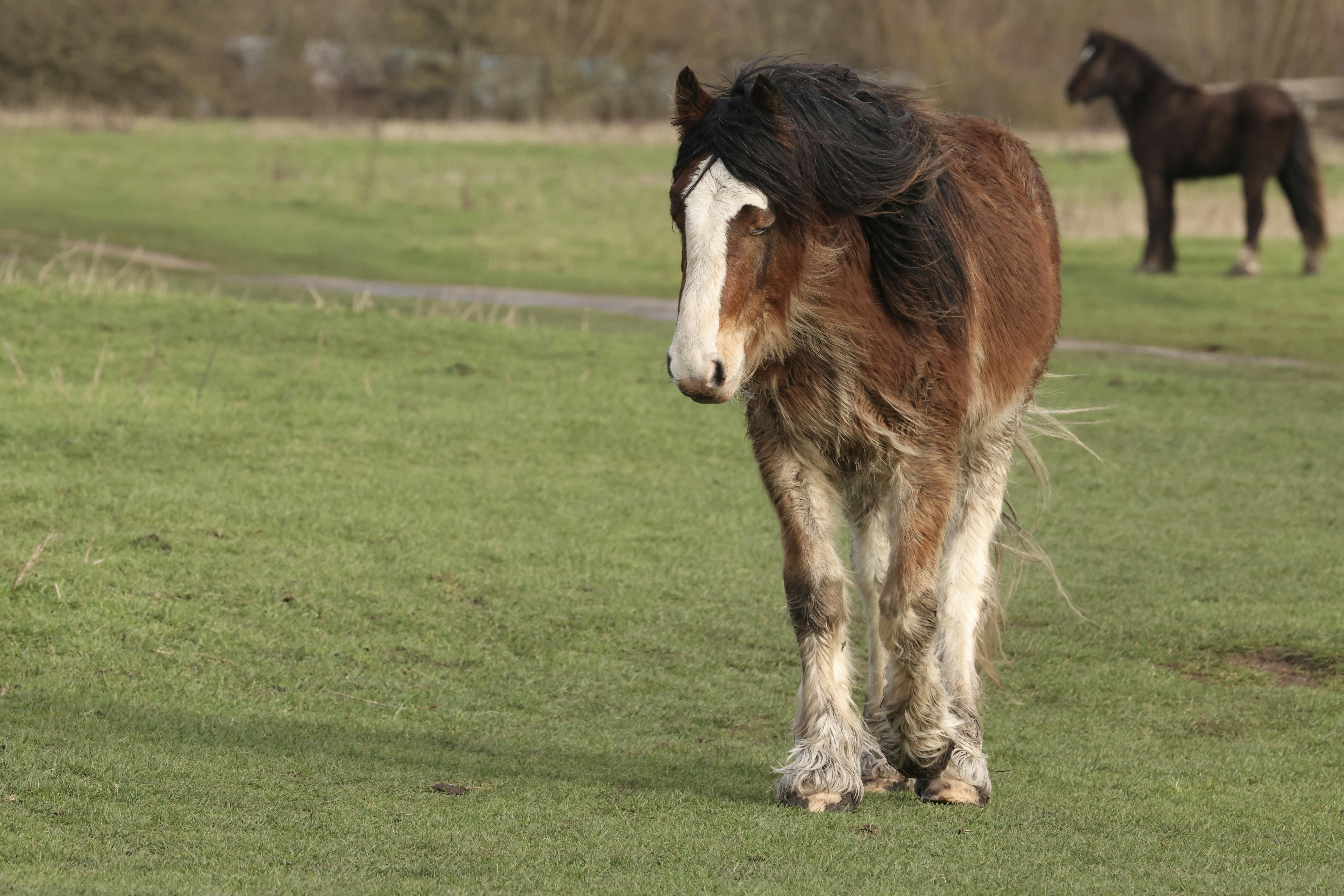 Bright-eyed Field Guardian: A Brown Horse Leads the Quiet Pasture