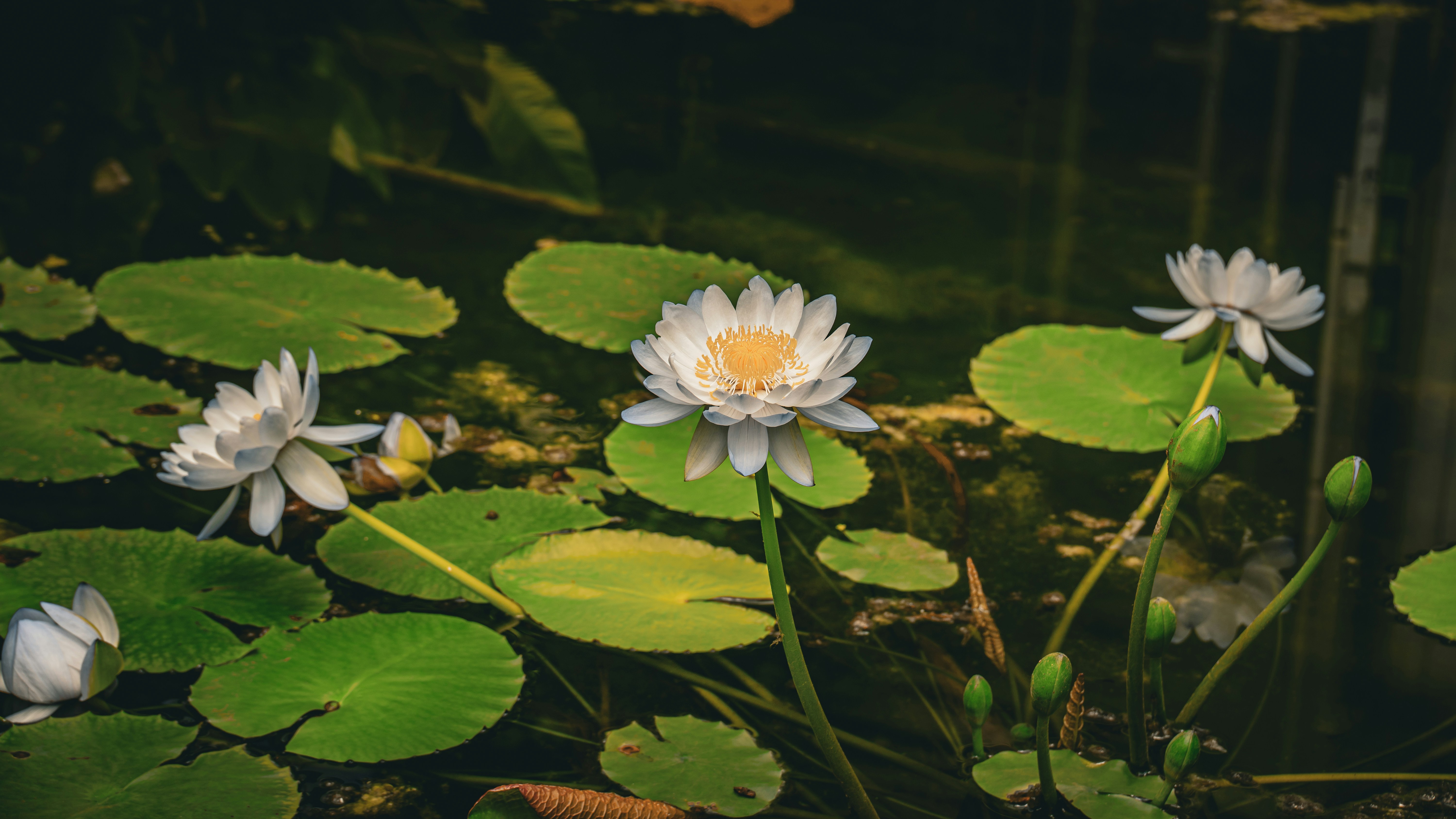 Blooming Lotus Chorus on a Quiet Water Surface