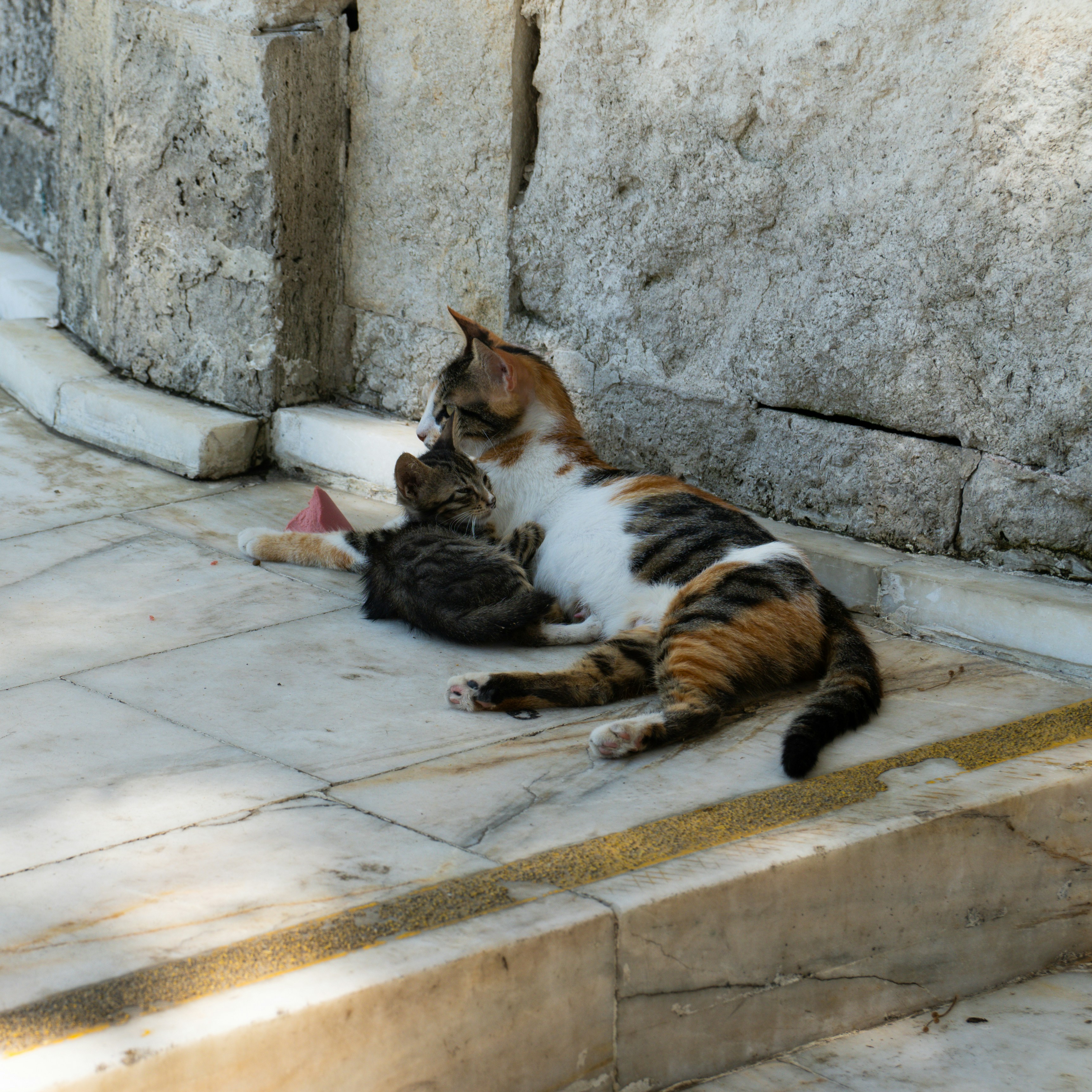 Calm Calico and Friend: A Quiet Moment on Stone Steps