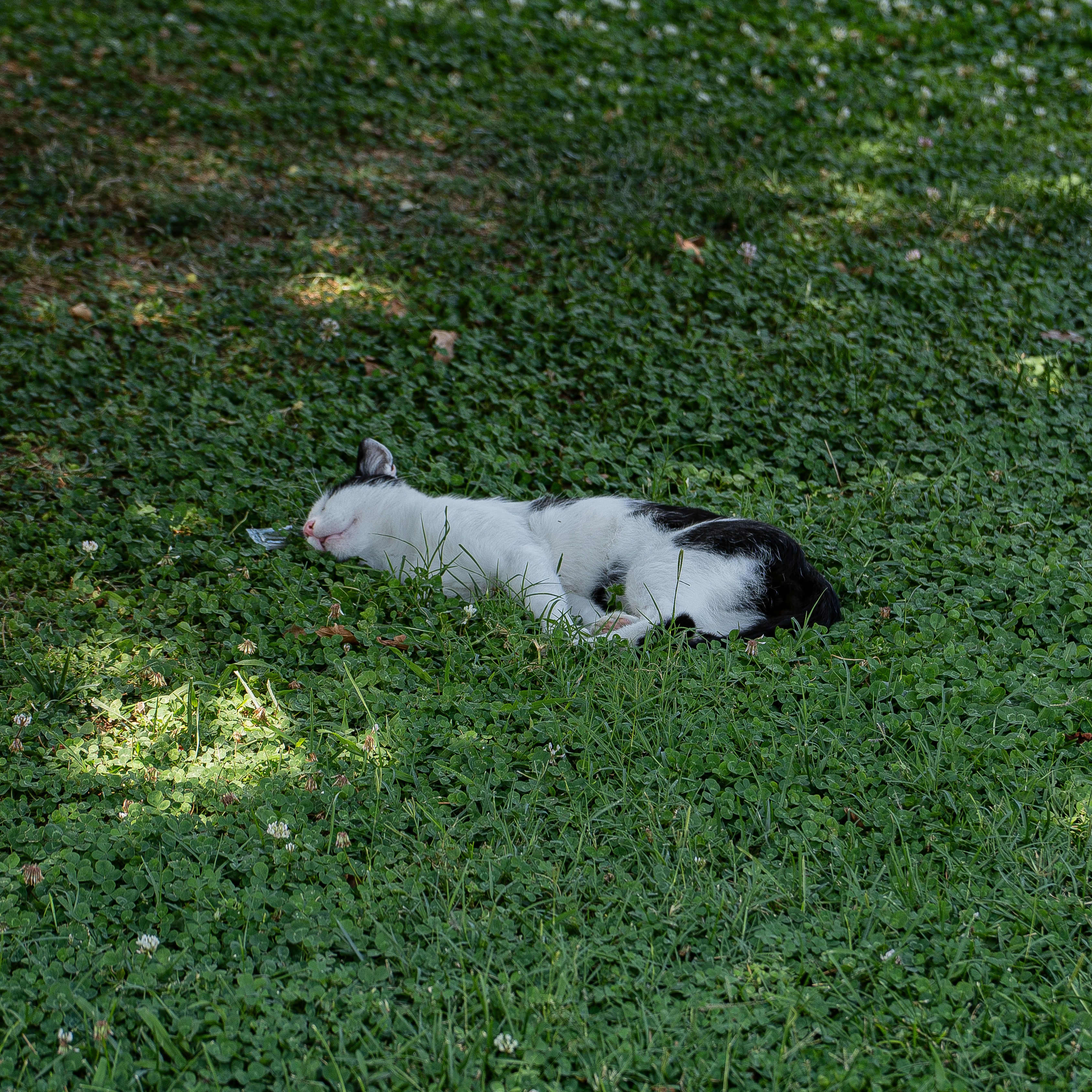 Lying in the Shade: A Black-and-White Cat Resting in Sunlit Grass