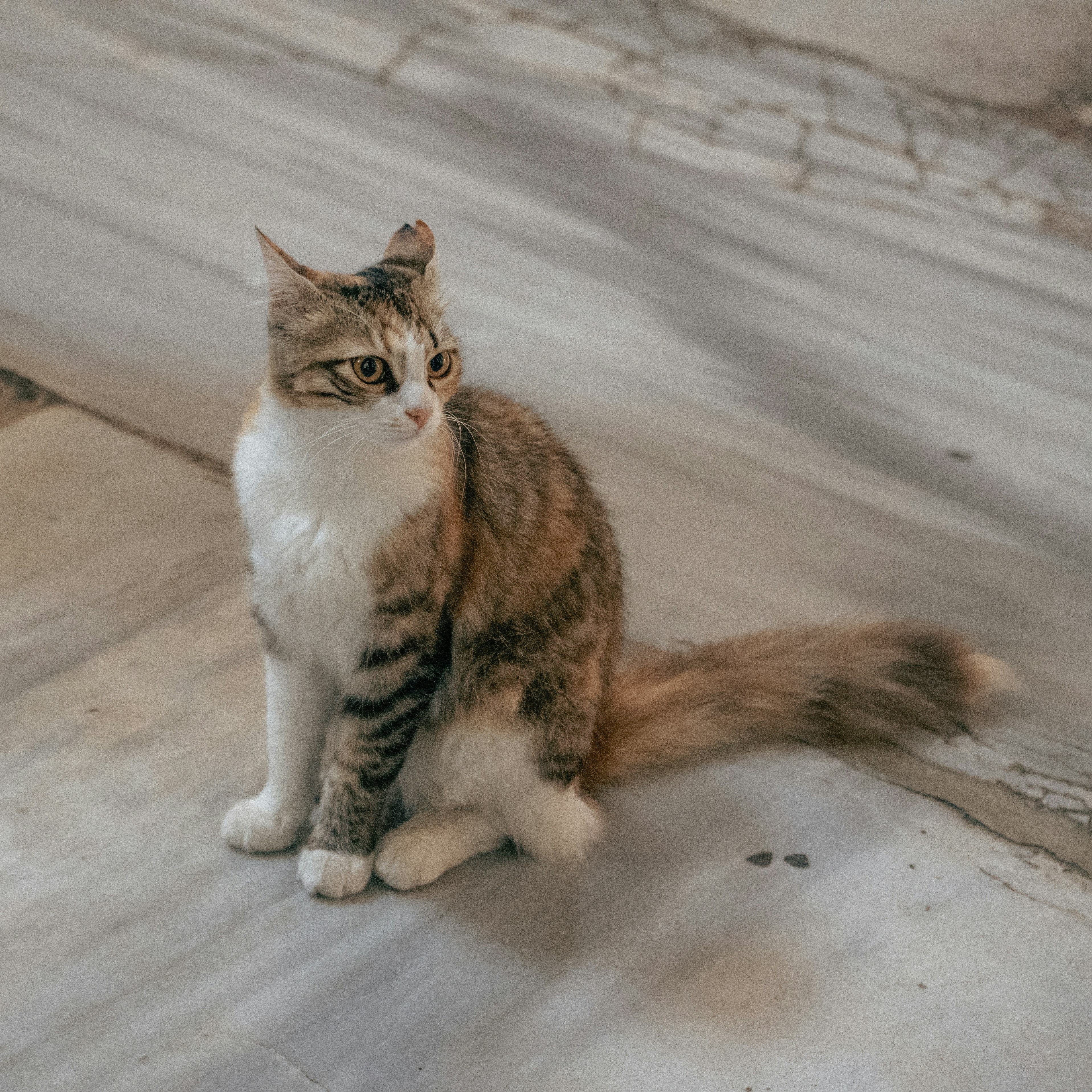 Curious Cat on Marble Stage