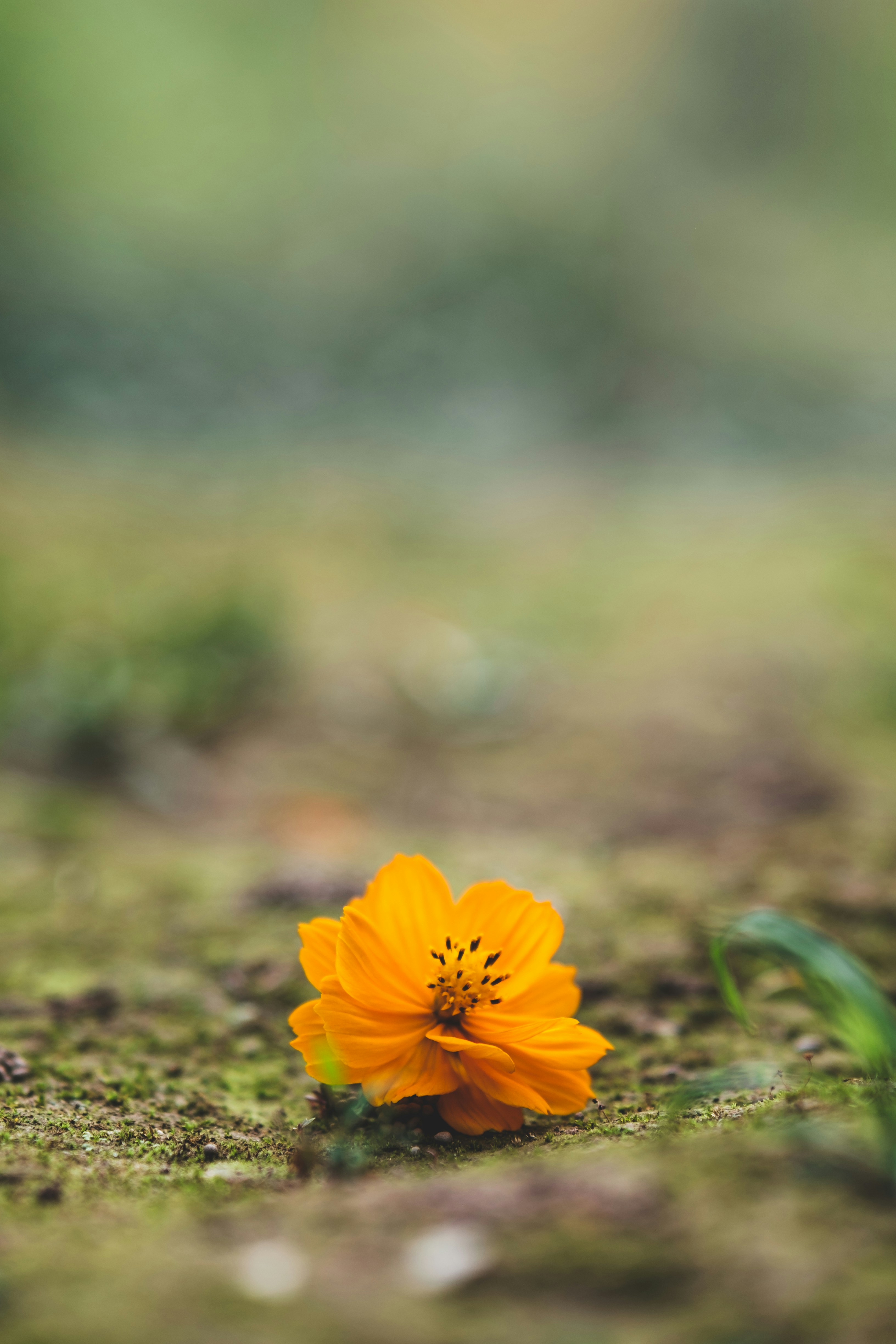 Orange Blossom on Mossy Ground
