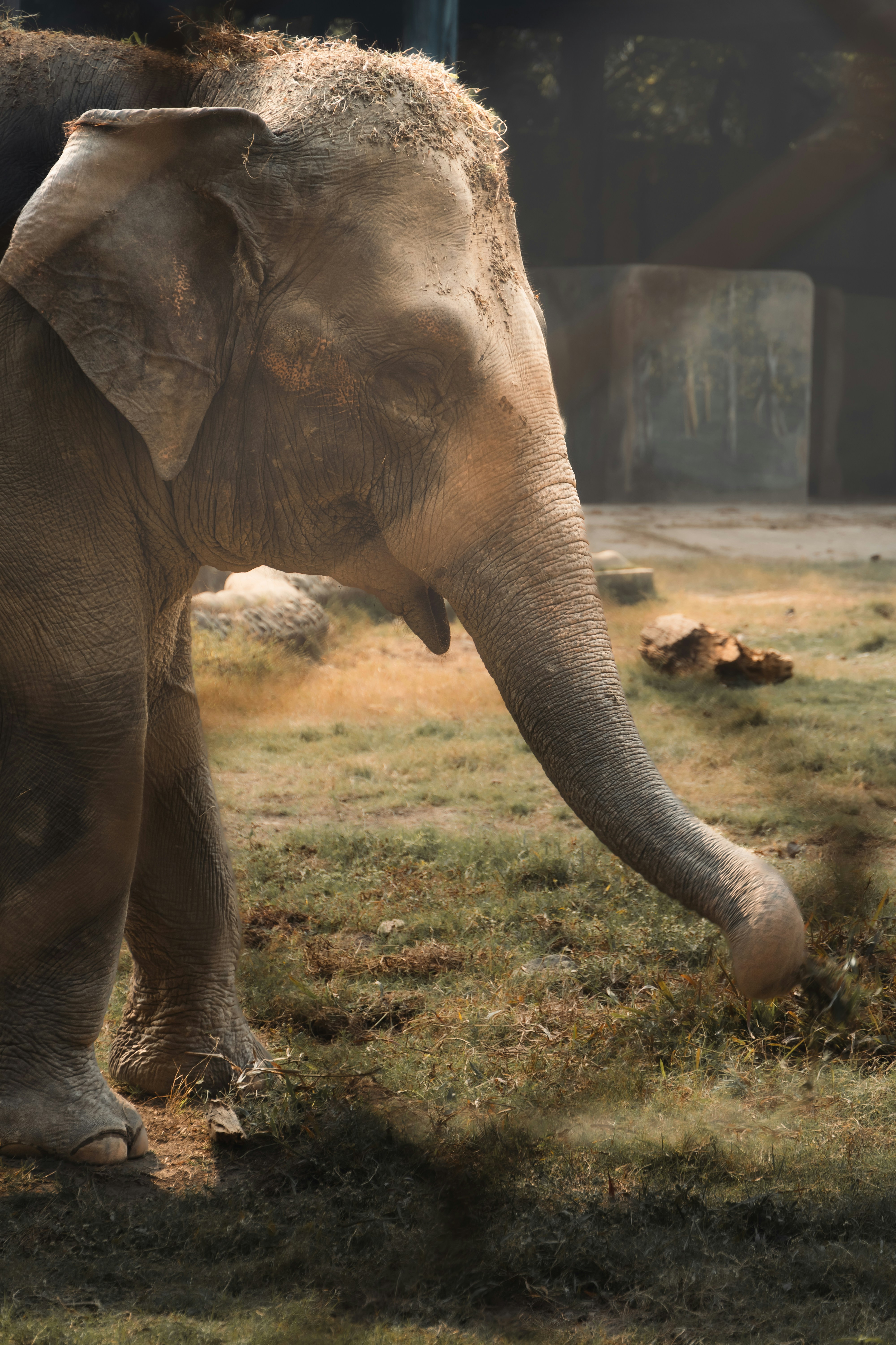 Gentle Giants: An Elephants' Quiet Moment in Warm Light