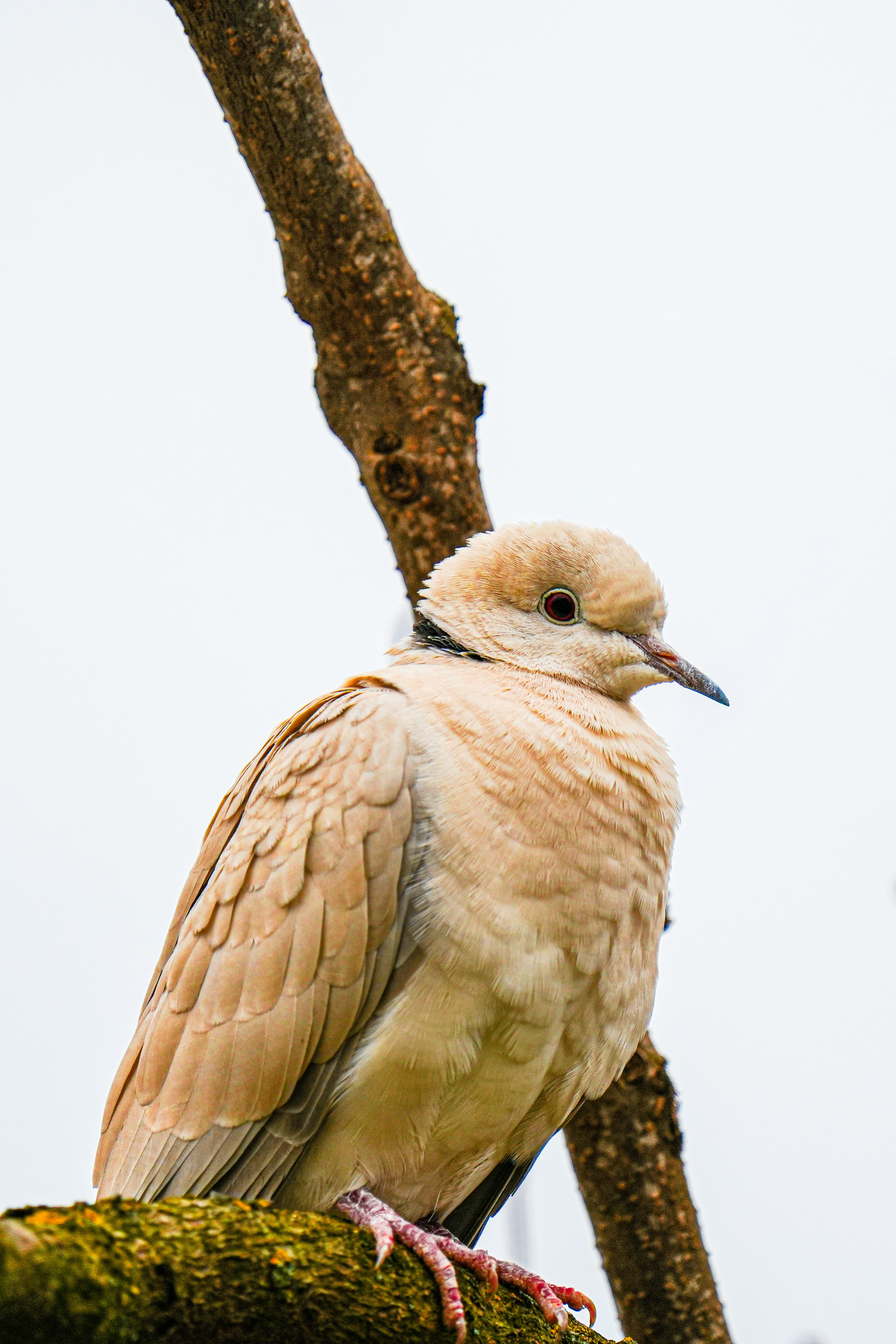 Soft-Feathered Perch: Close-Up of a Creamy Dove on a Branch