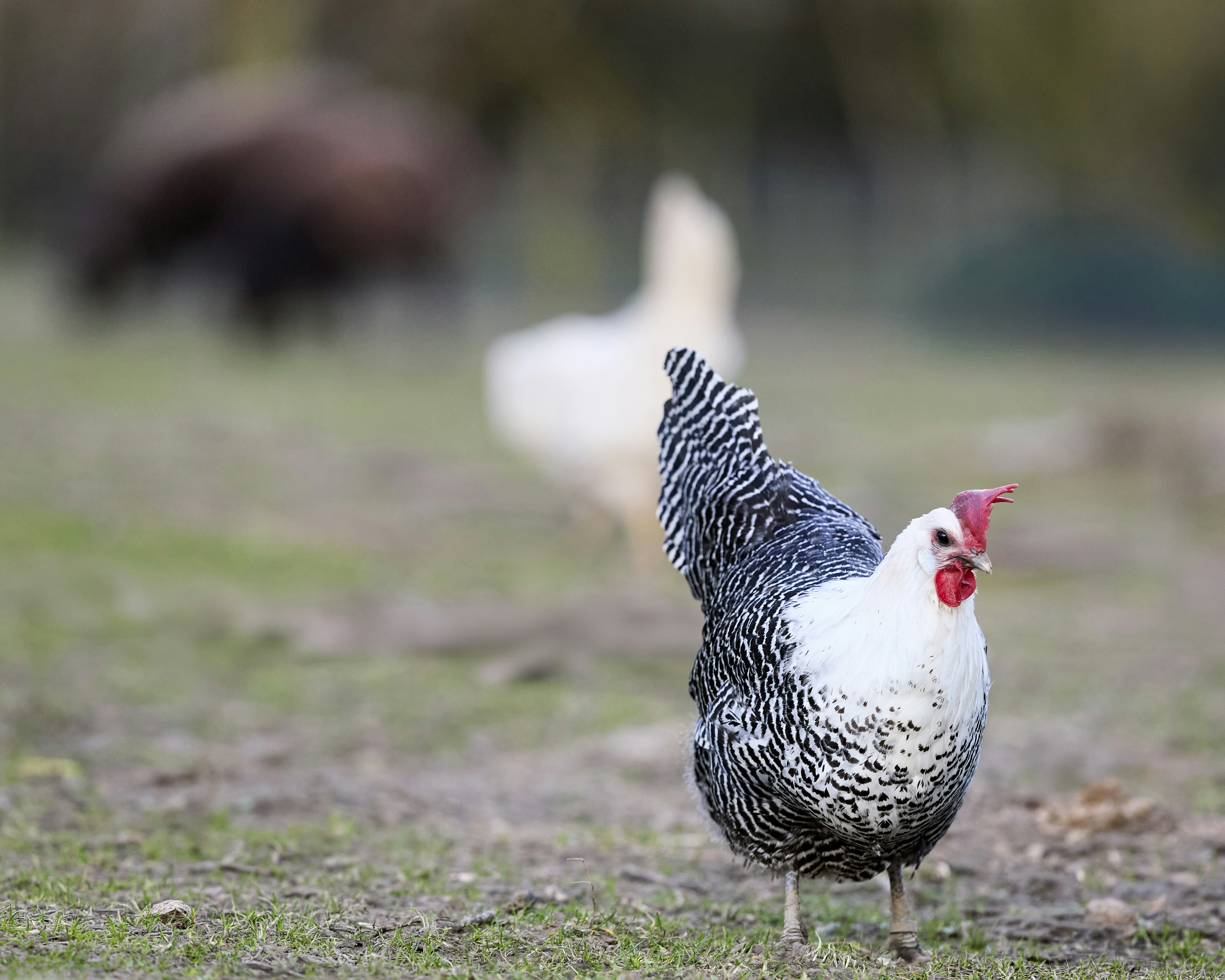 Strutting Hen in a Shallow Field