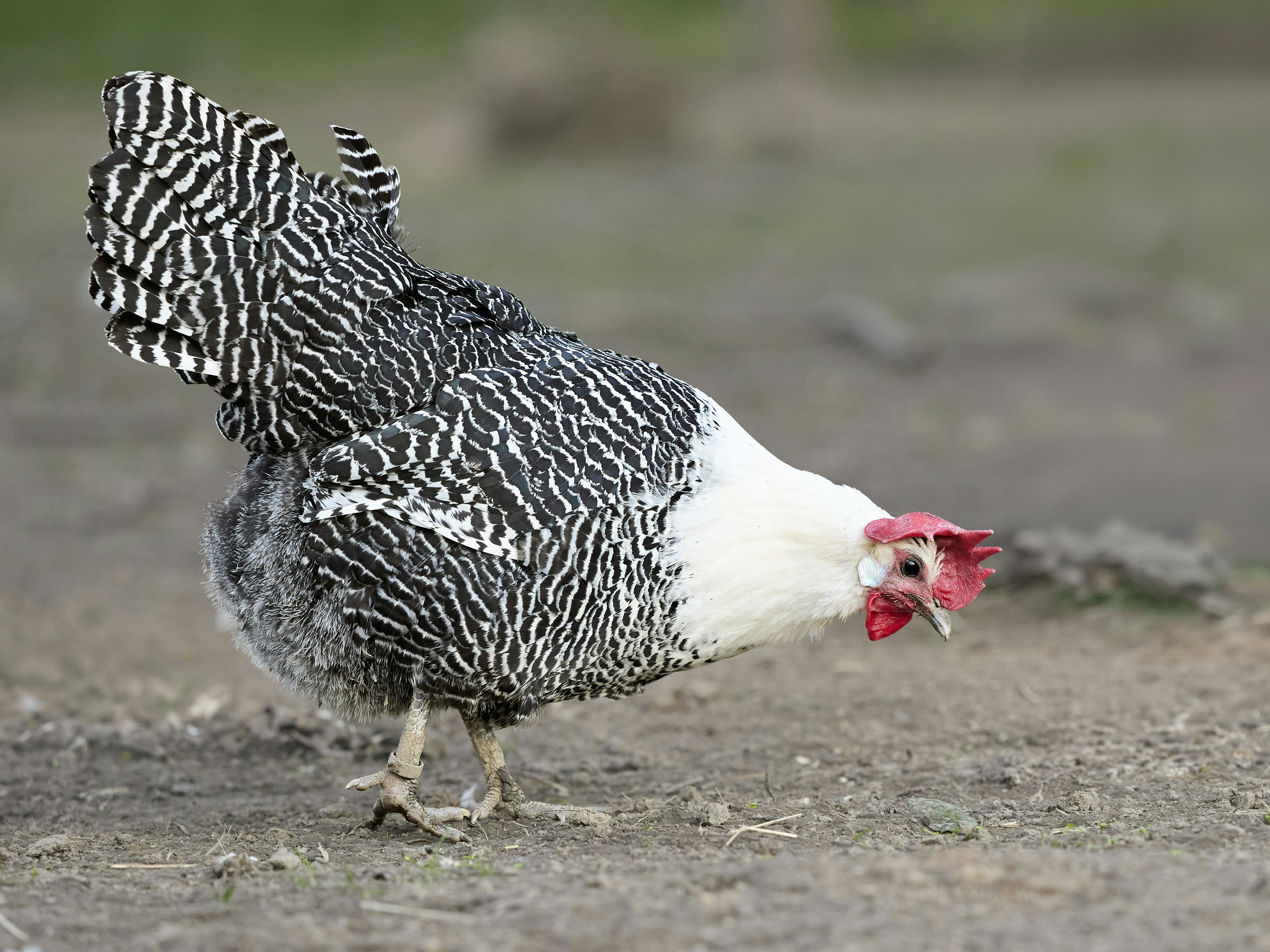 Grounded Strut: A Barred Plymouth Hen on Dusty Ground
