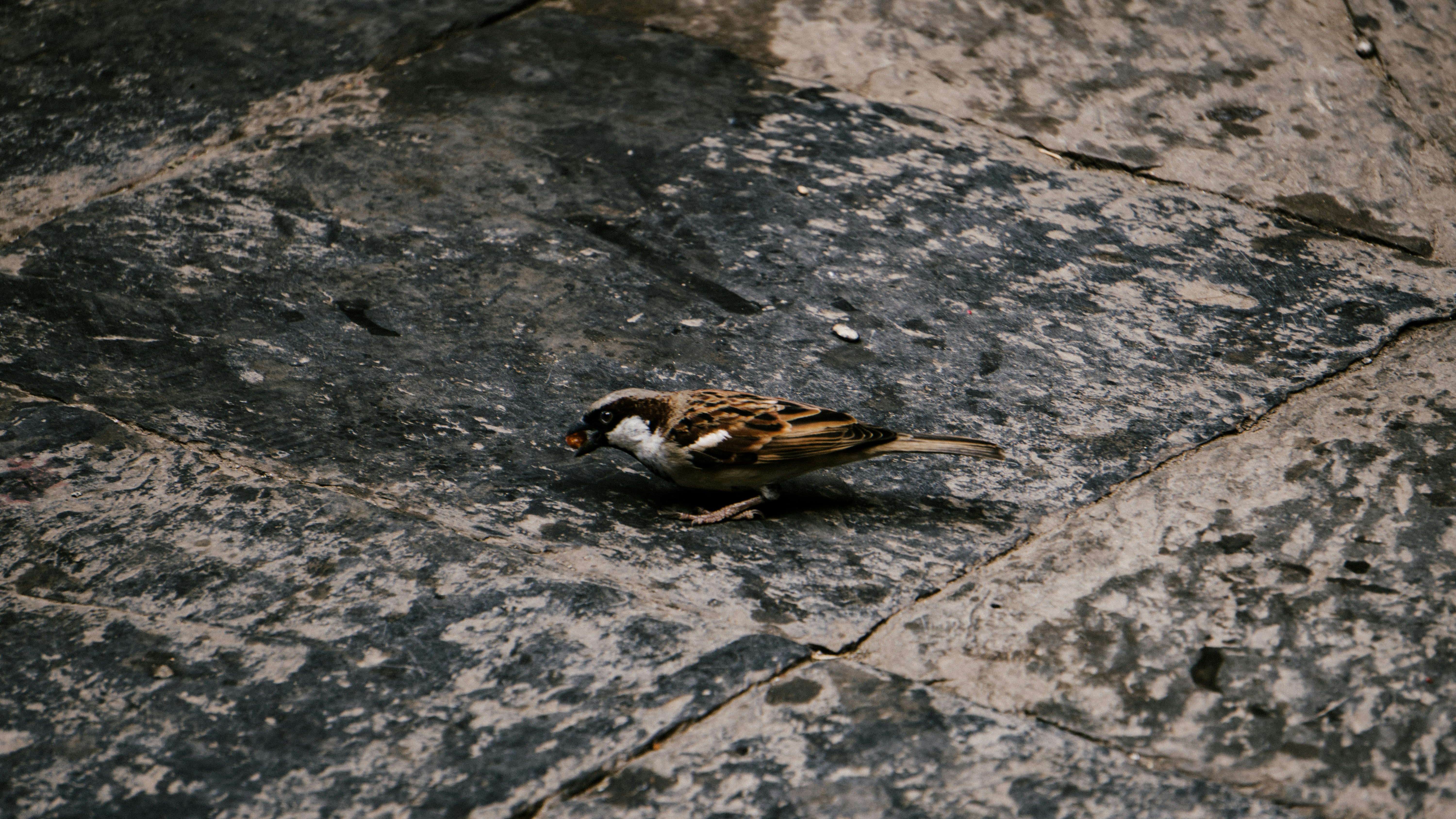 Tiny Watercolor of a Bird on Slate