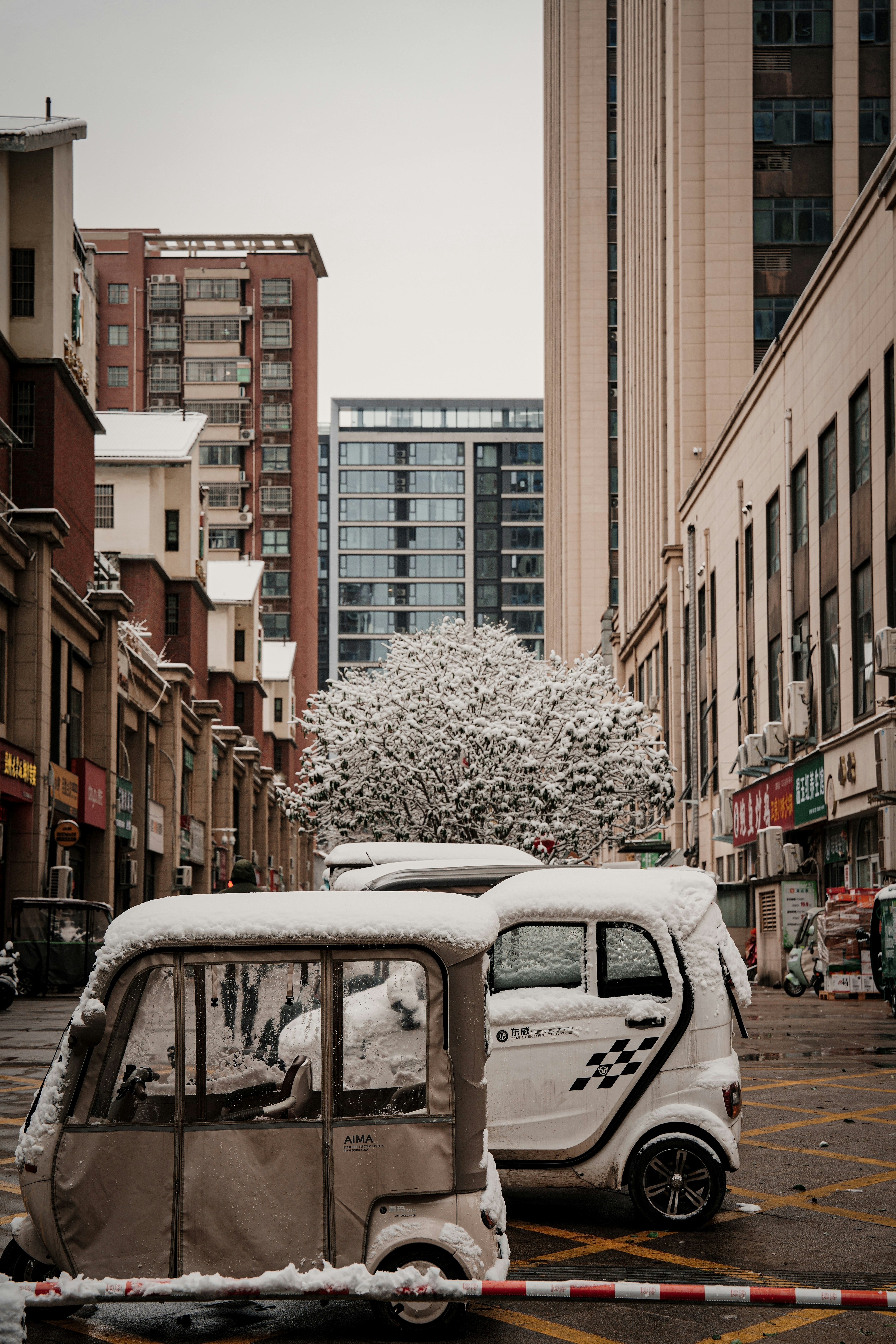 Snowy street taxis under a blossom tree amidst tall city canyons