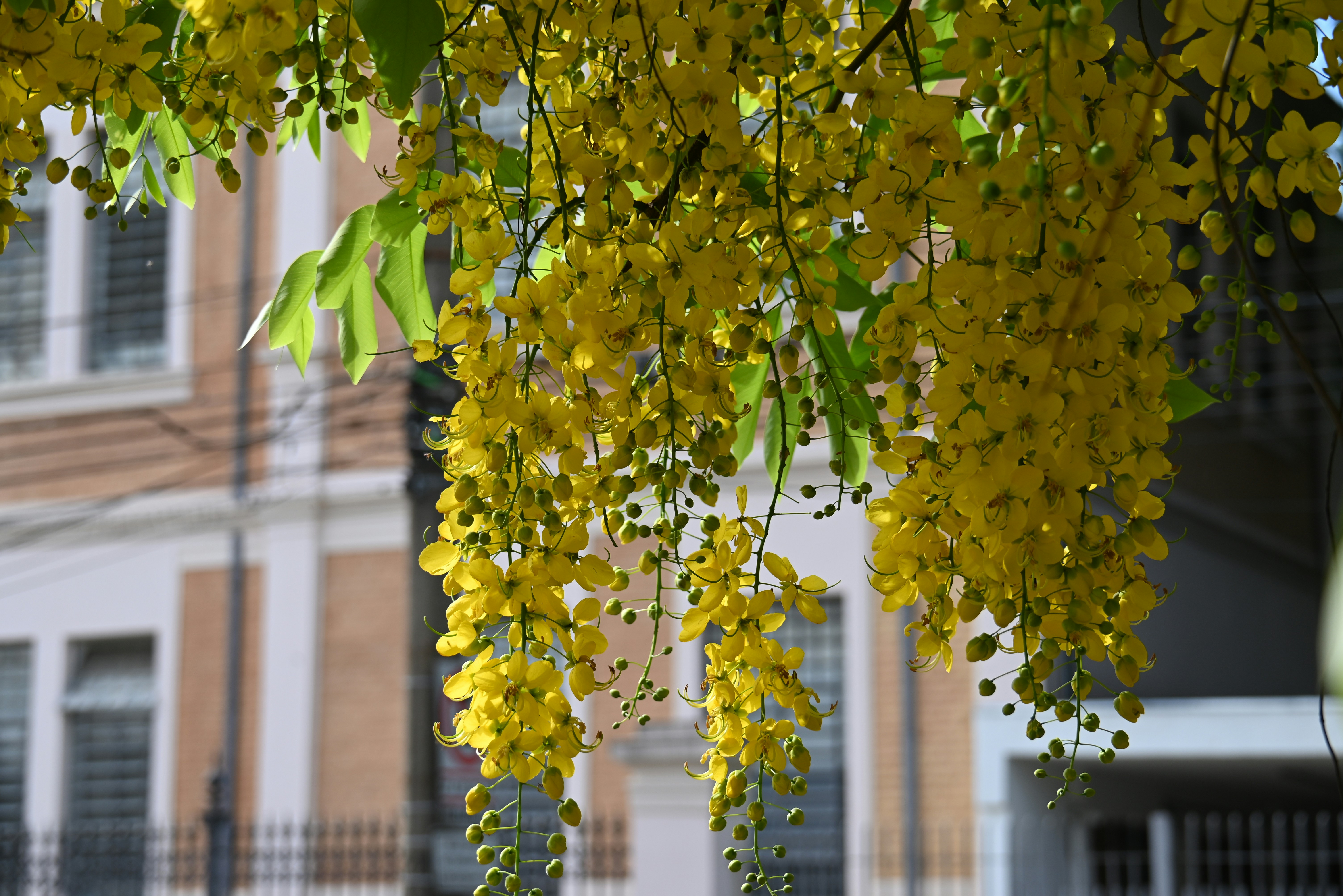 Golden Cascade in Urban Light