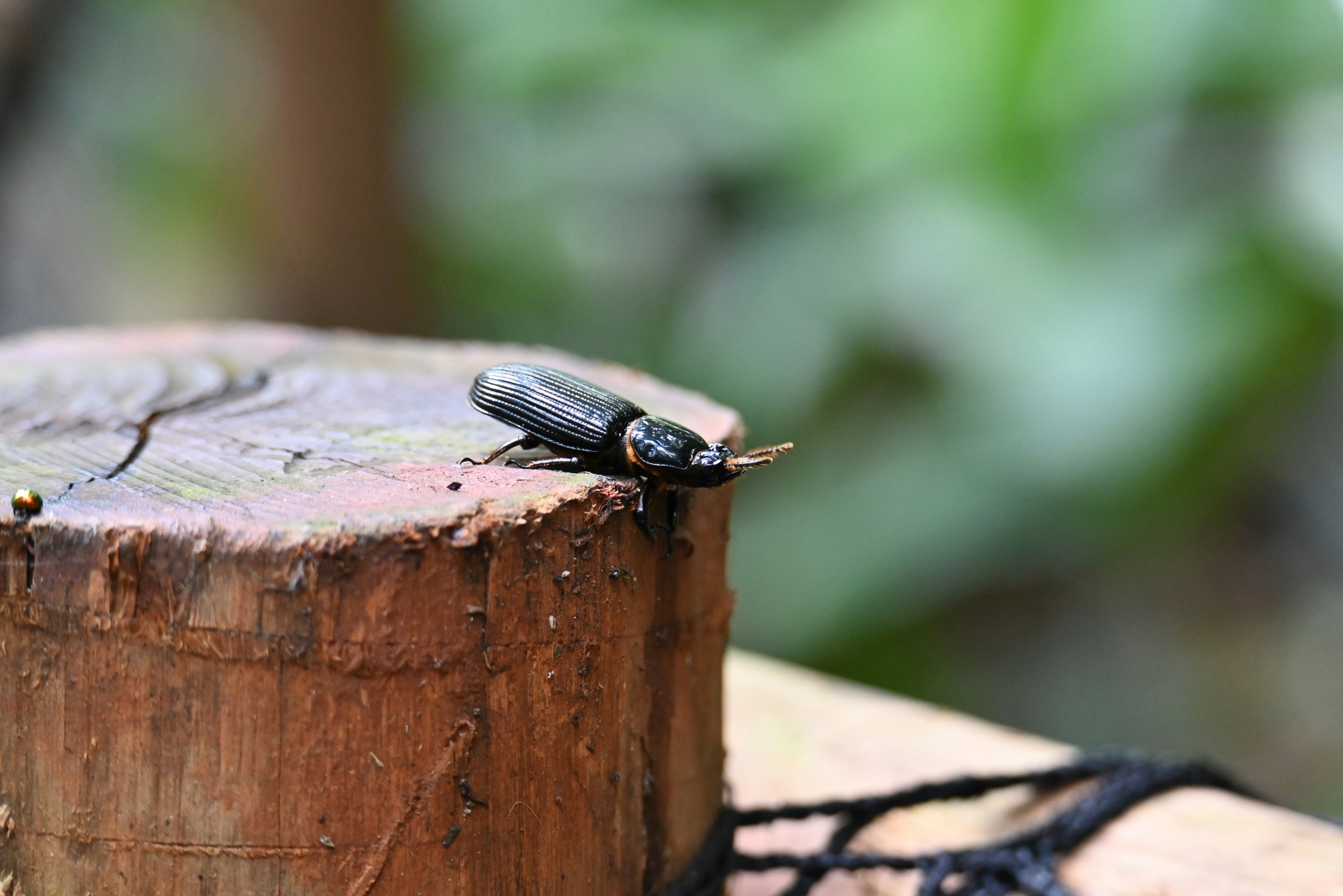 Tiny Beetle on a Weathered Log: A Close-Up Moment