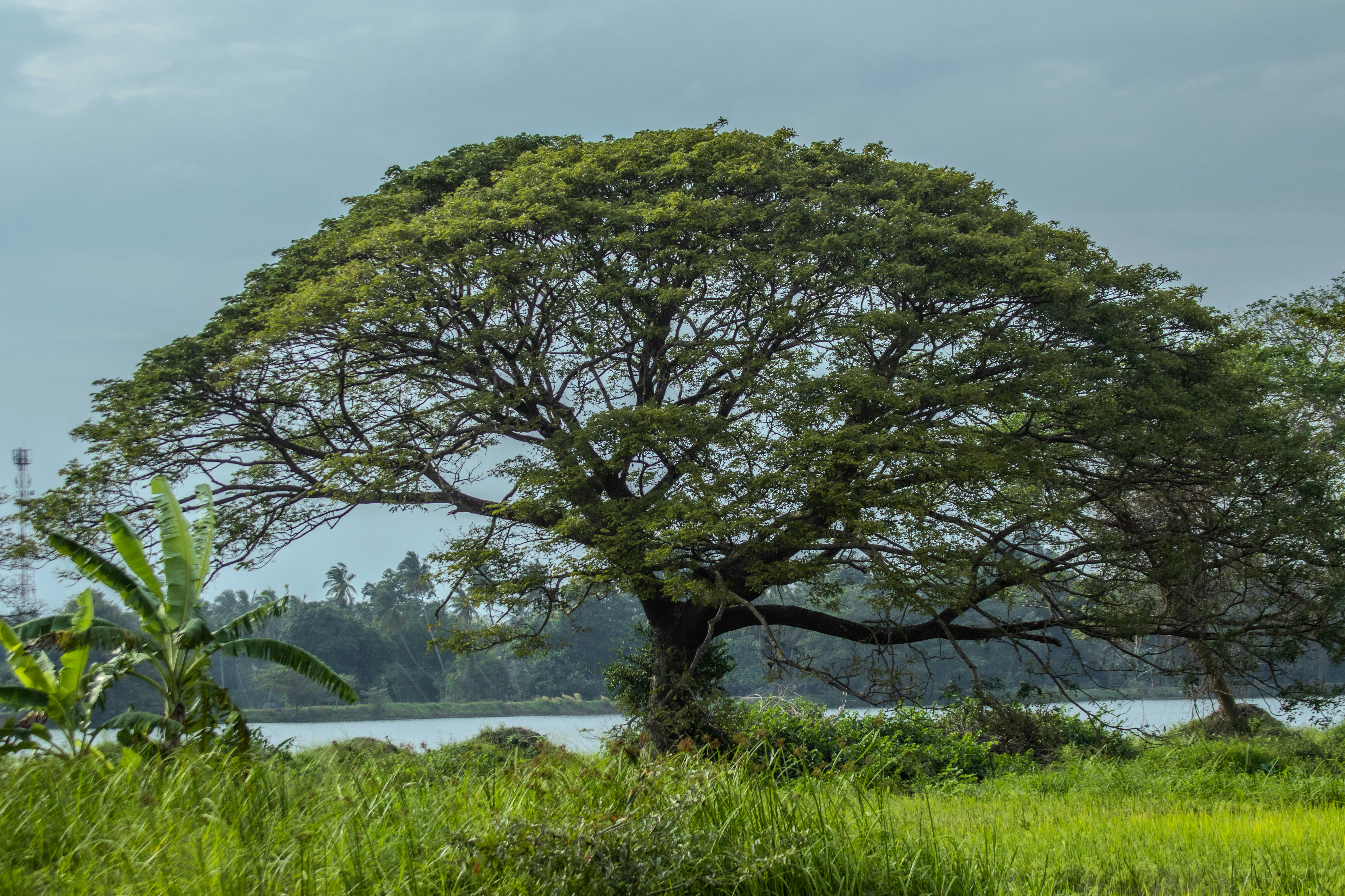 Lonely Sentinel Under Broad Canopy