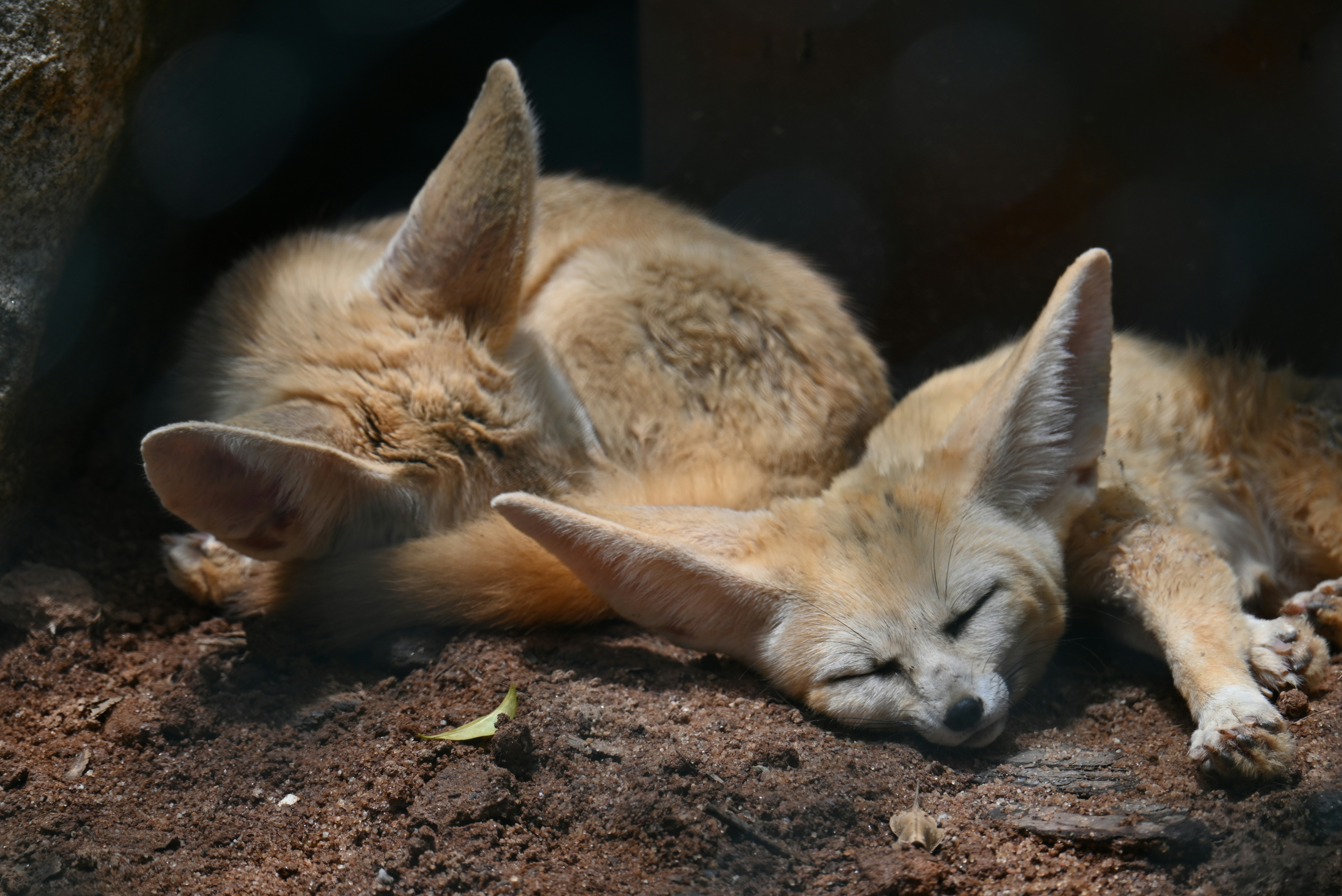 Sunlit Snooze: Dual Fennec Rest in Dusty Shade