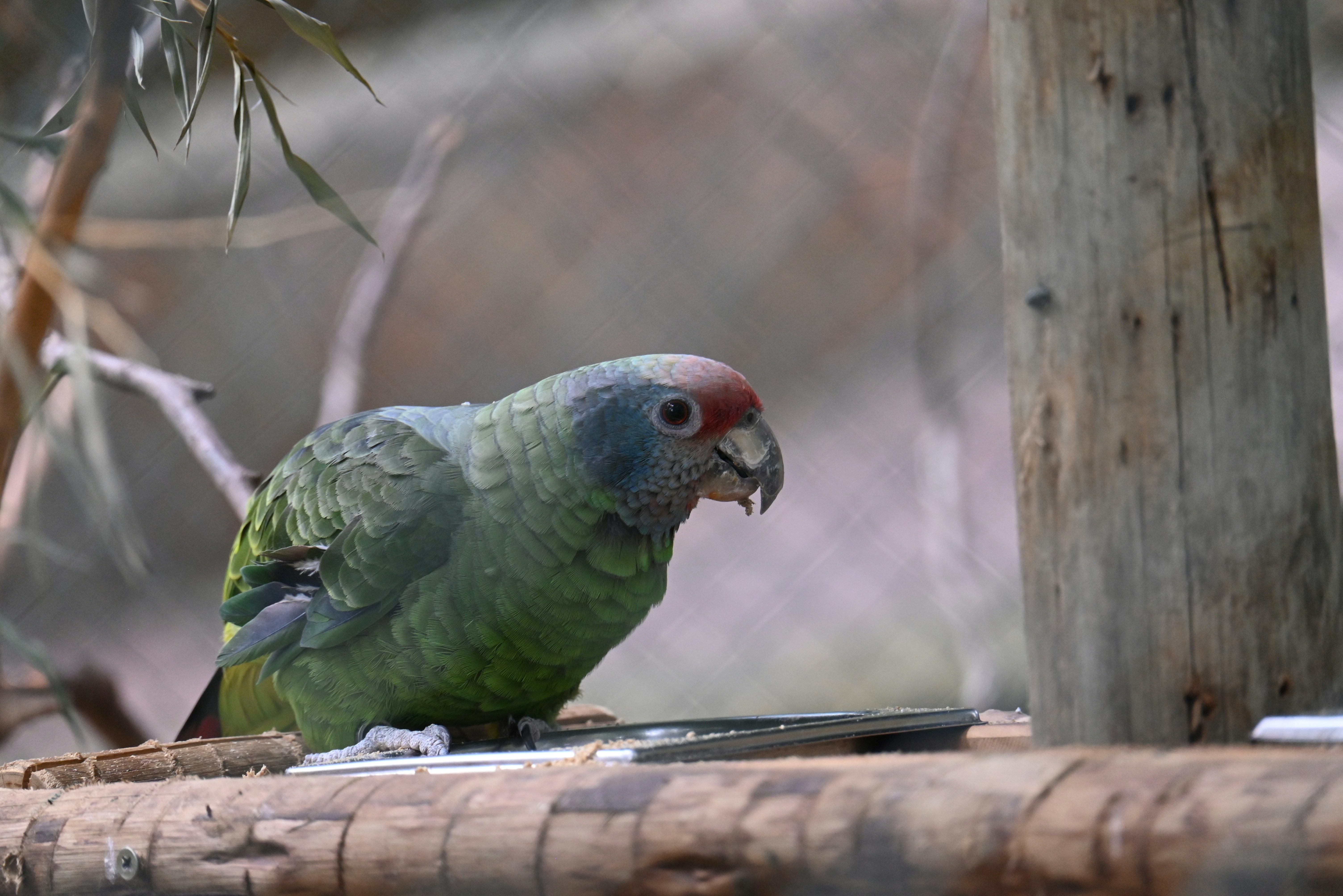 Green Parrot on Weathered Logs Under Soft Outdoor Light