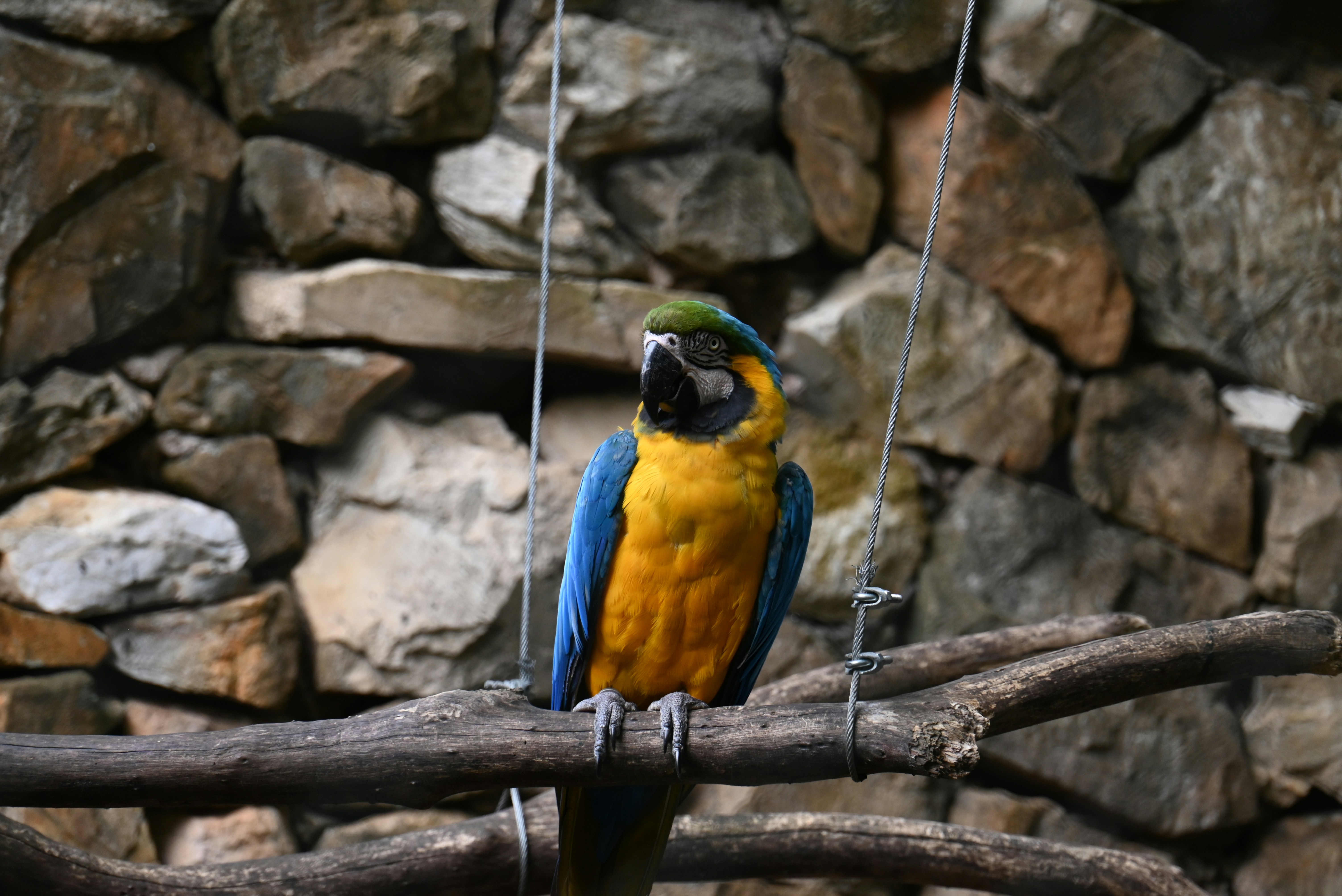 Vibrant Blue-and-Gold Macaw Perched Between Rustic Cables