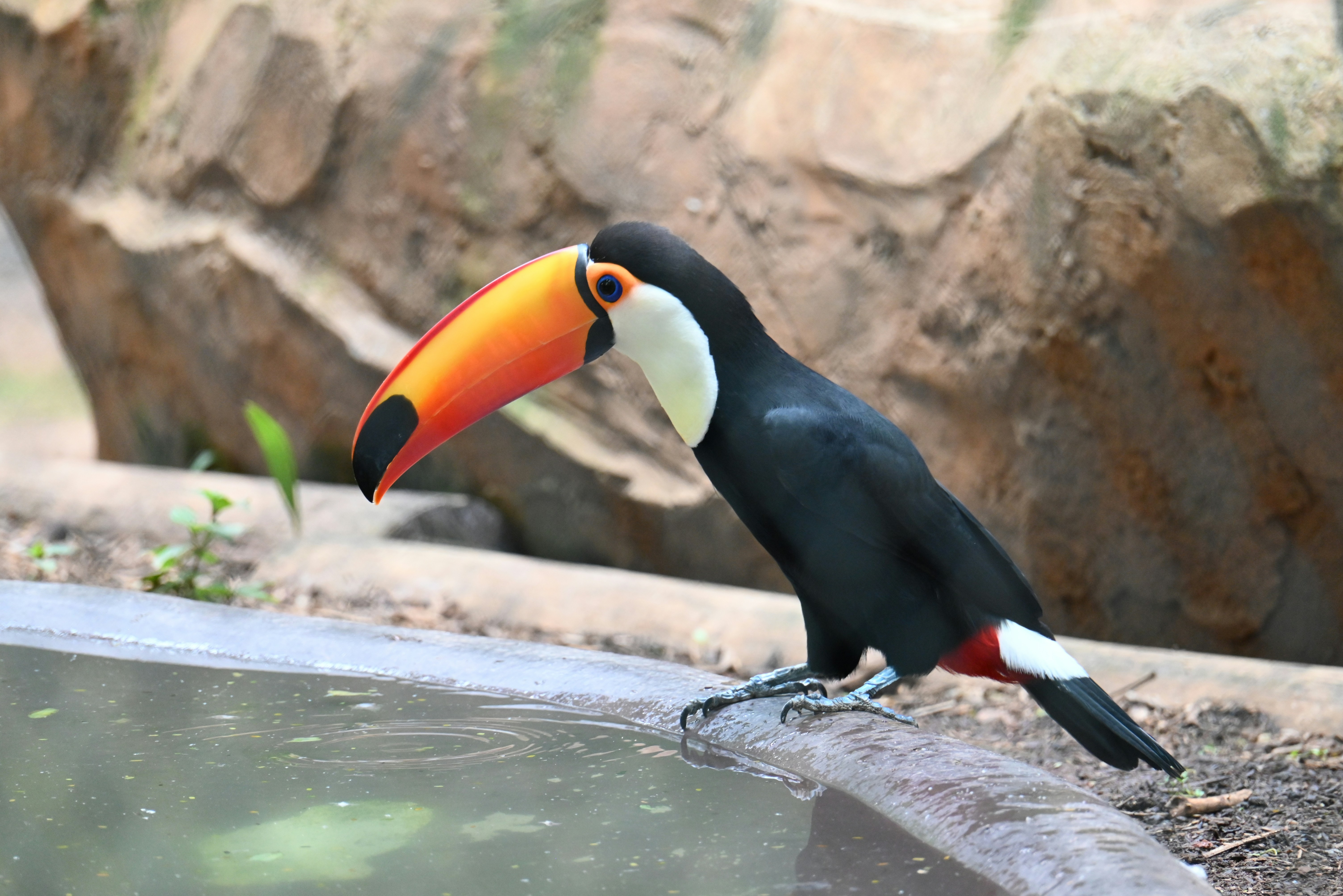 Bold Beak in a Quiet Habitat