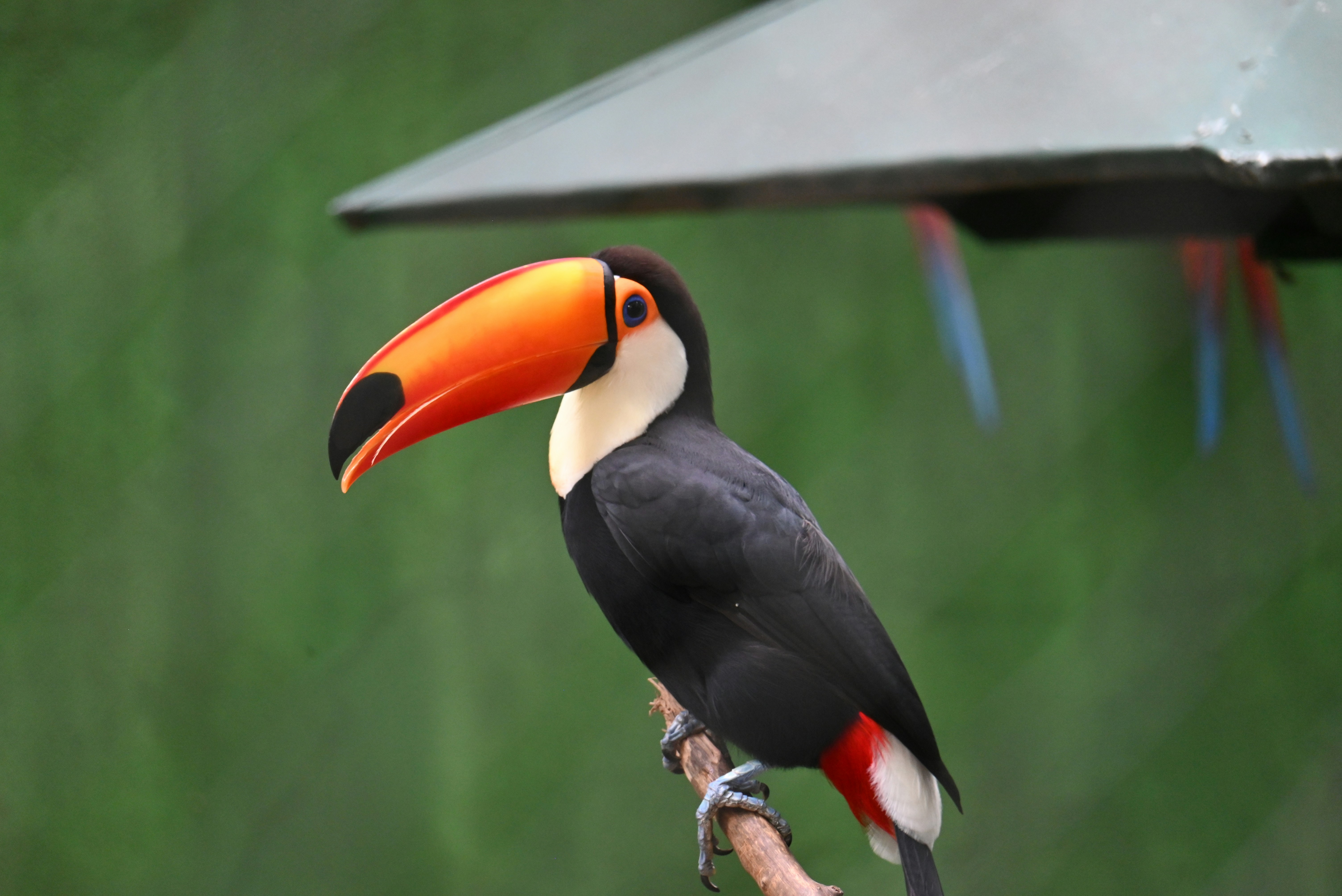 Vivid Beak and Perched Silence: A Toucan's Striking Profile