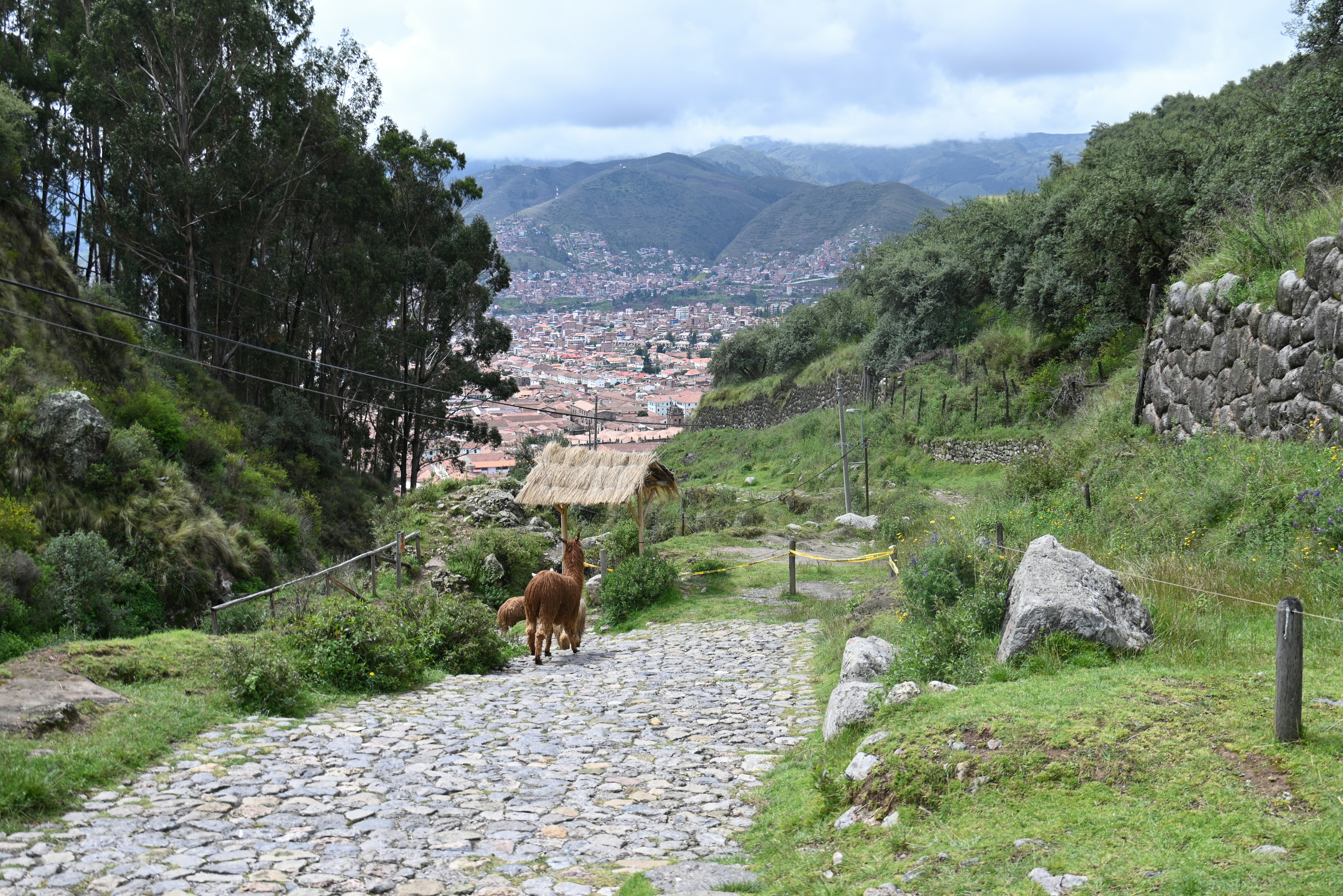 Stone Path to the Town: A Llama Stroll Among Hills