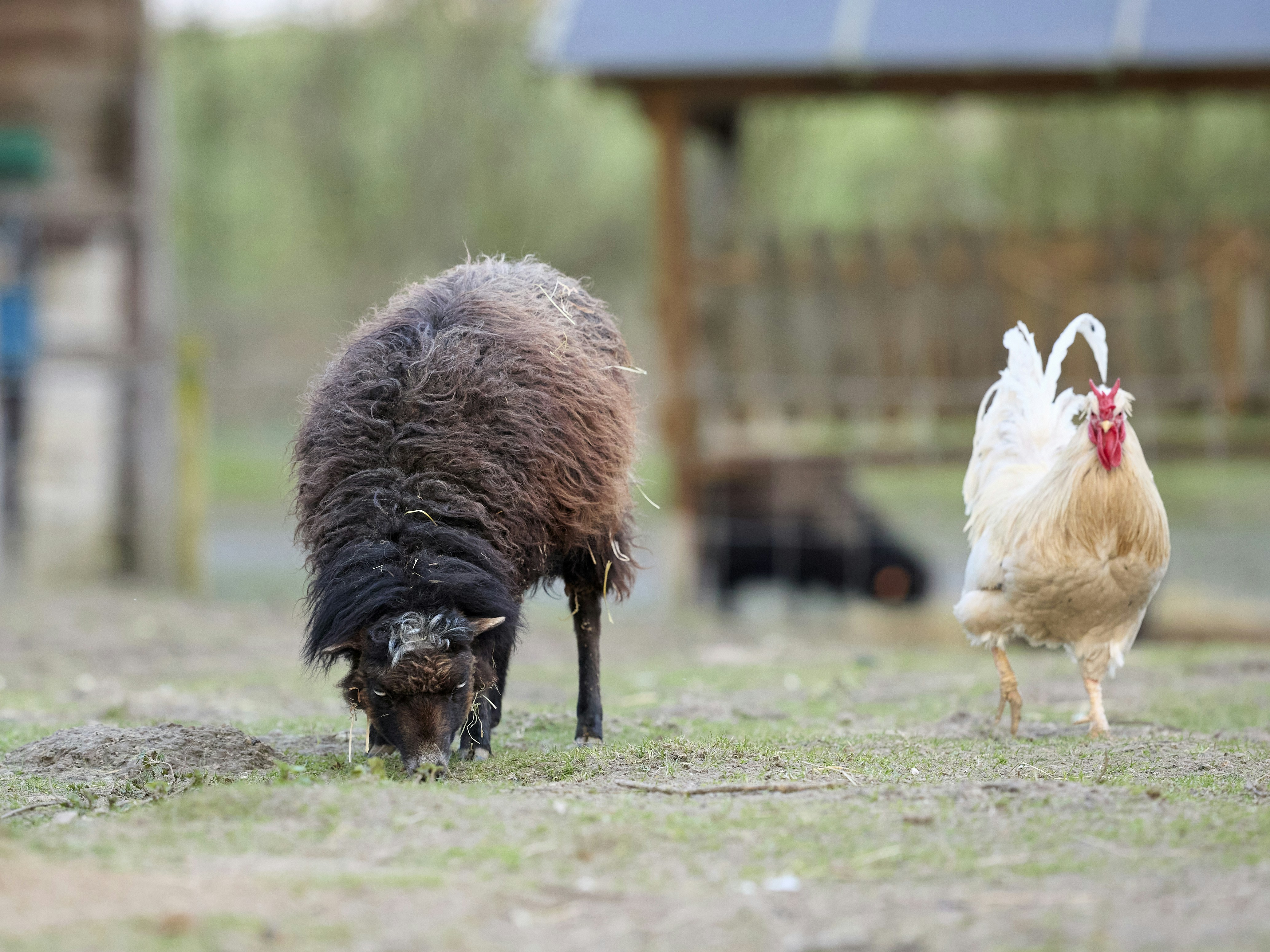 Pasture Signatures: A shaggy ewe and a confident hen share the yard
