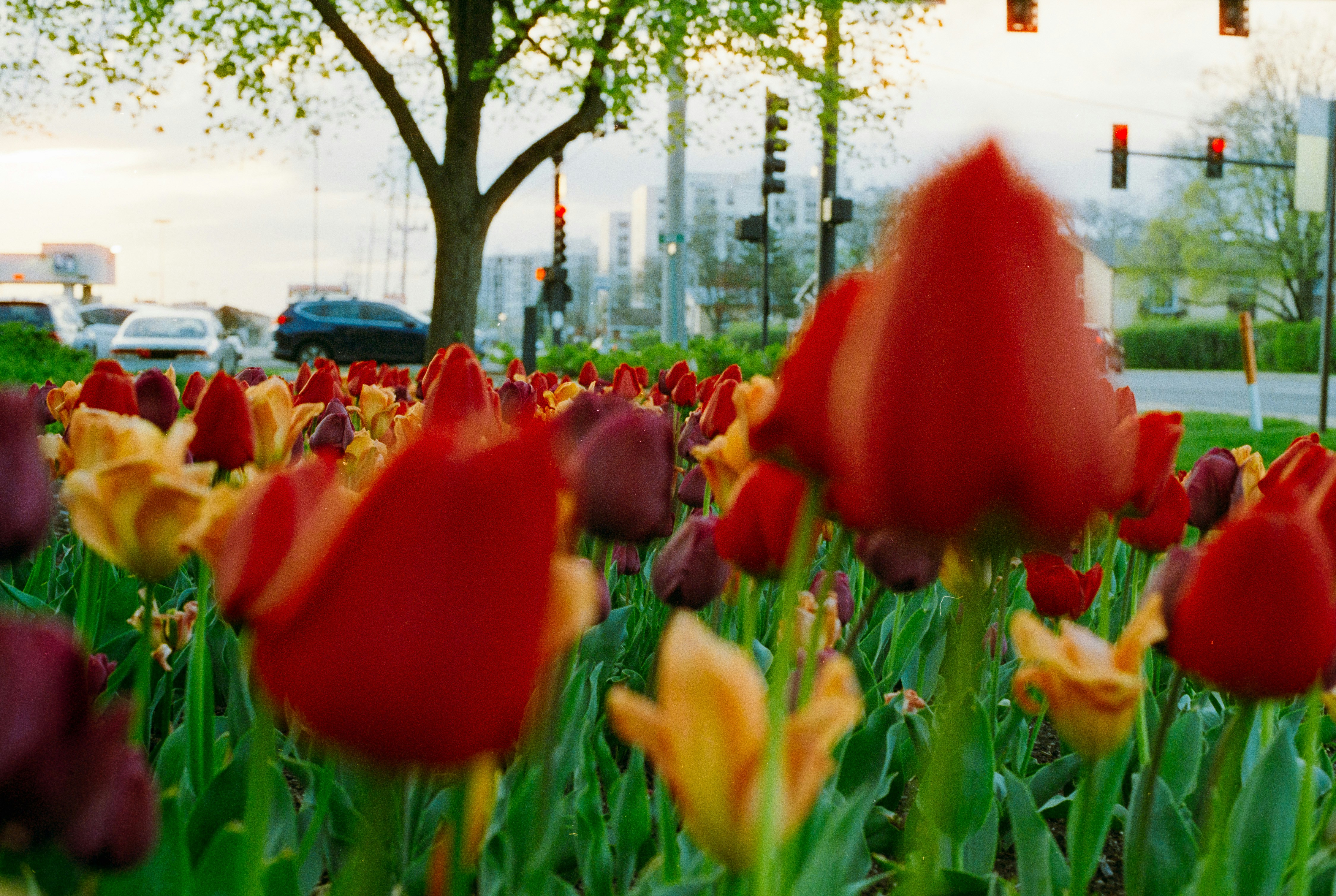 Tulip Carpet Under Urban Dawn