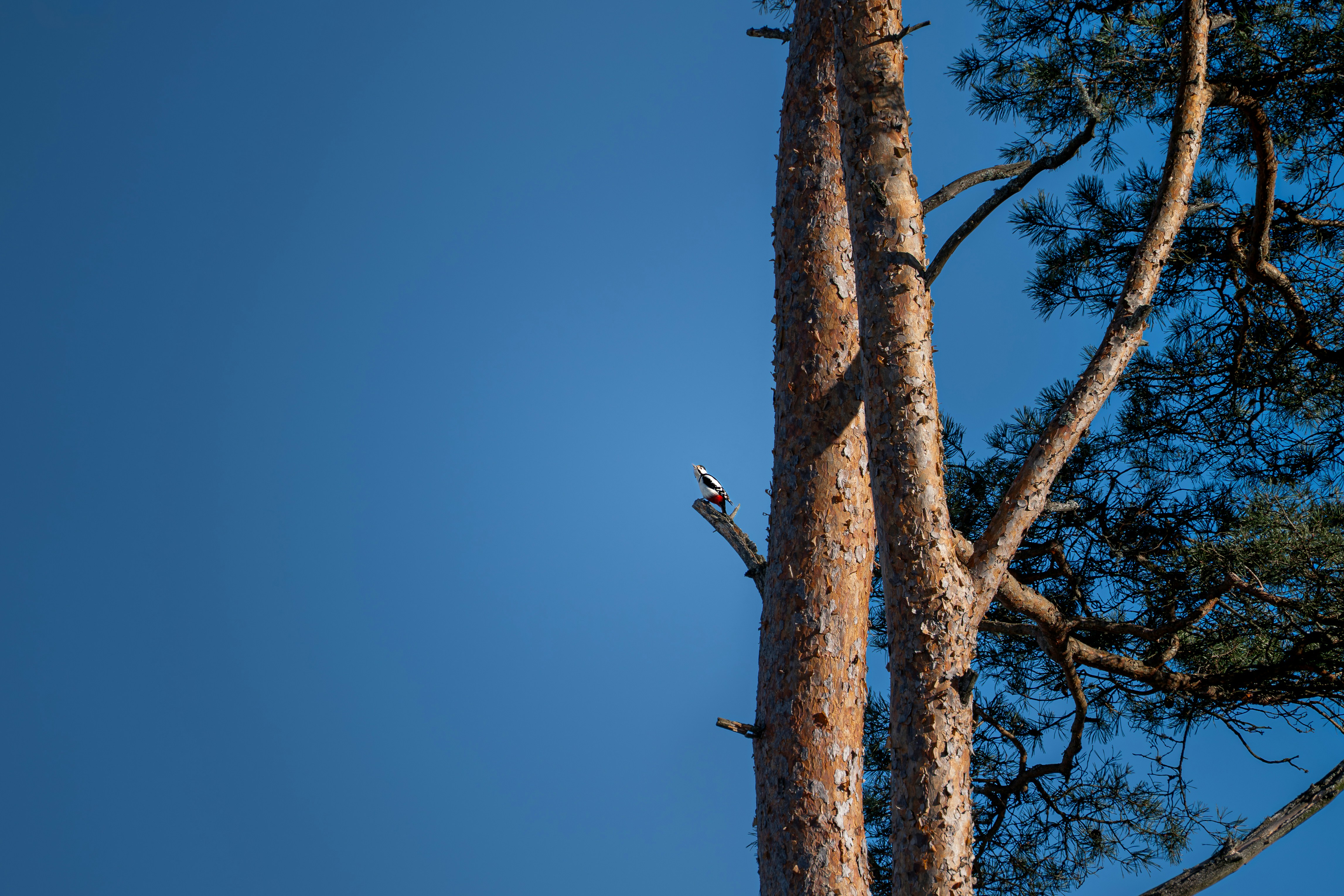 Vertical Pine Sentinel Against a Cerulean Sky