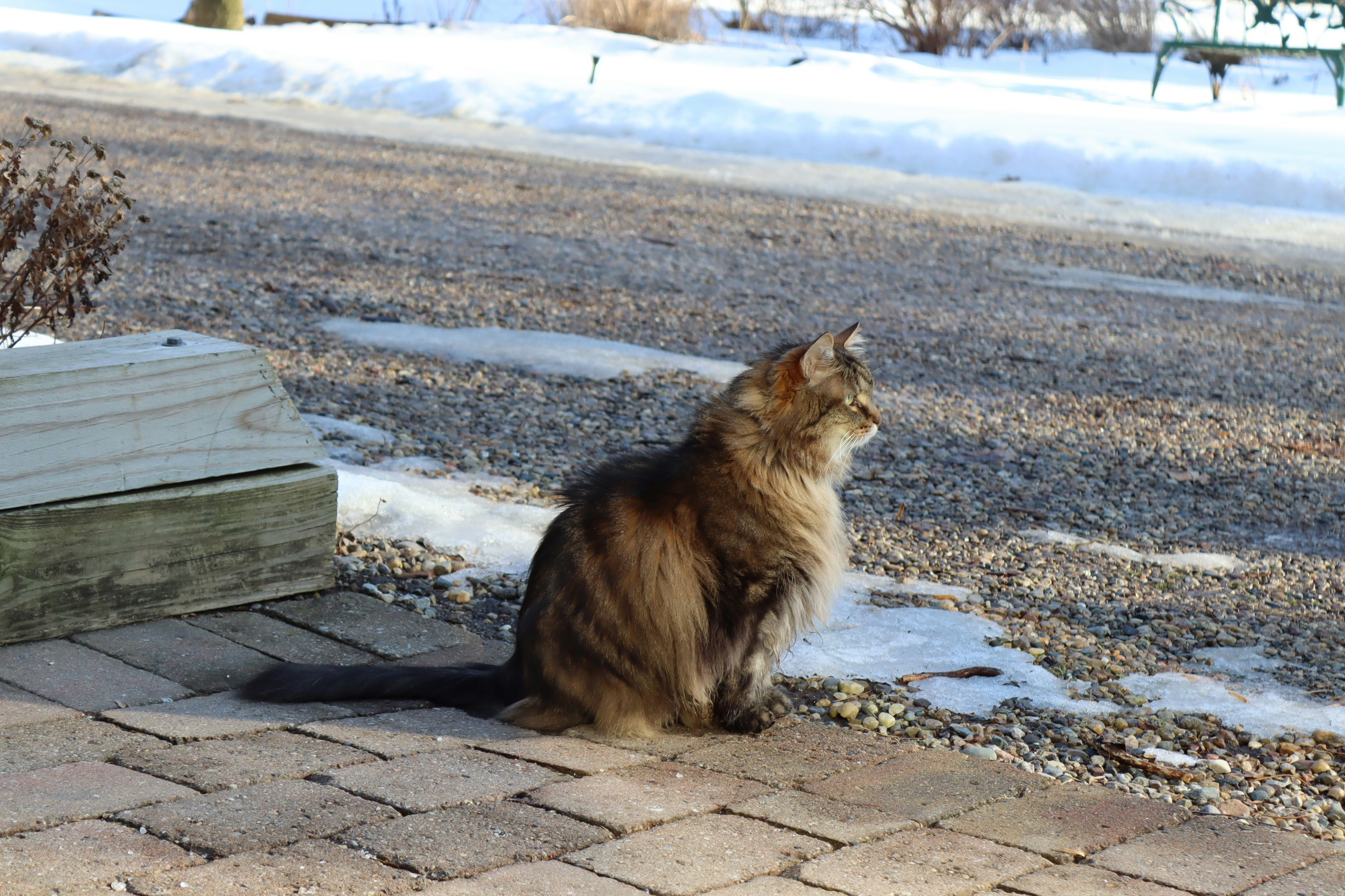 Sitting in Winter’s Quiet: A Stray Cat on the Shaded Patio
